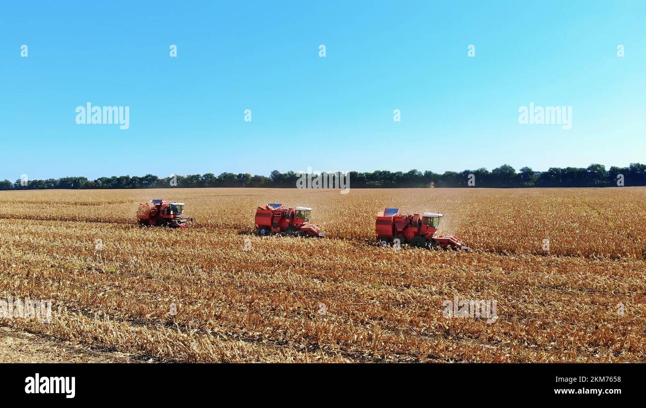 Aerial top view. three big red combine harvester machines harvesting ...