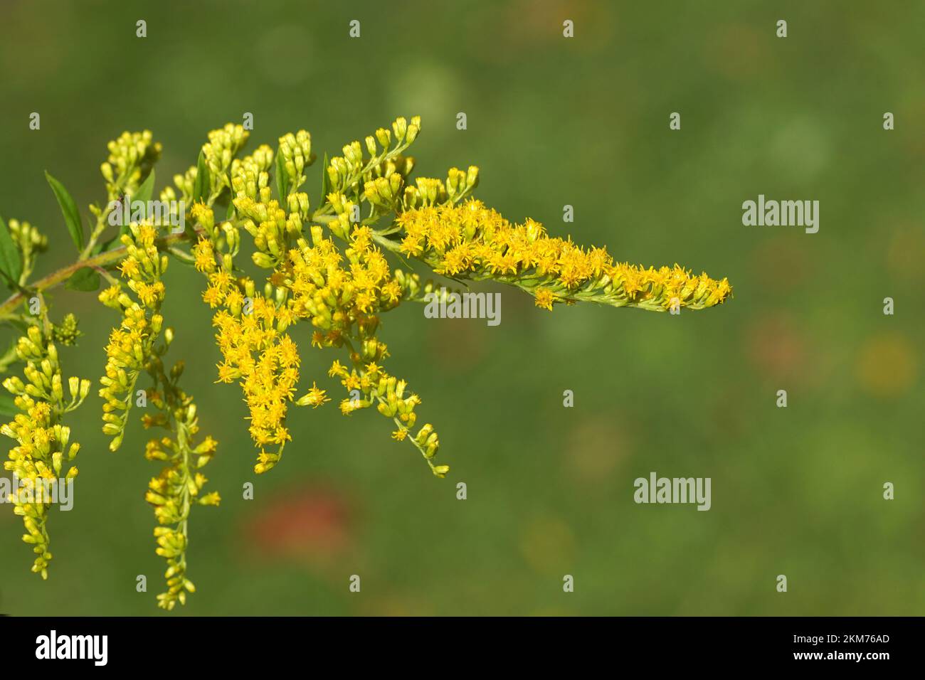 Flowering Canada goldenrod or Canadian goldenrod (Solidago Canadensis ...