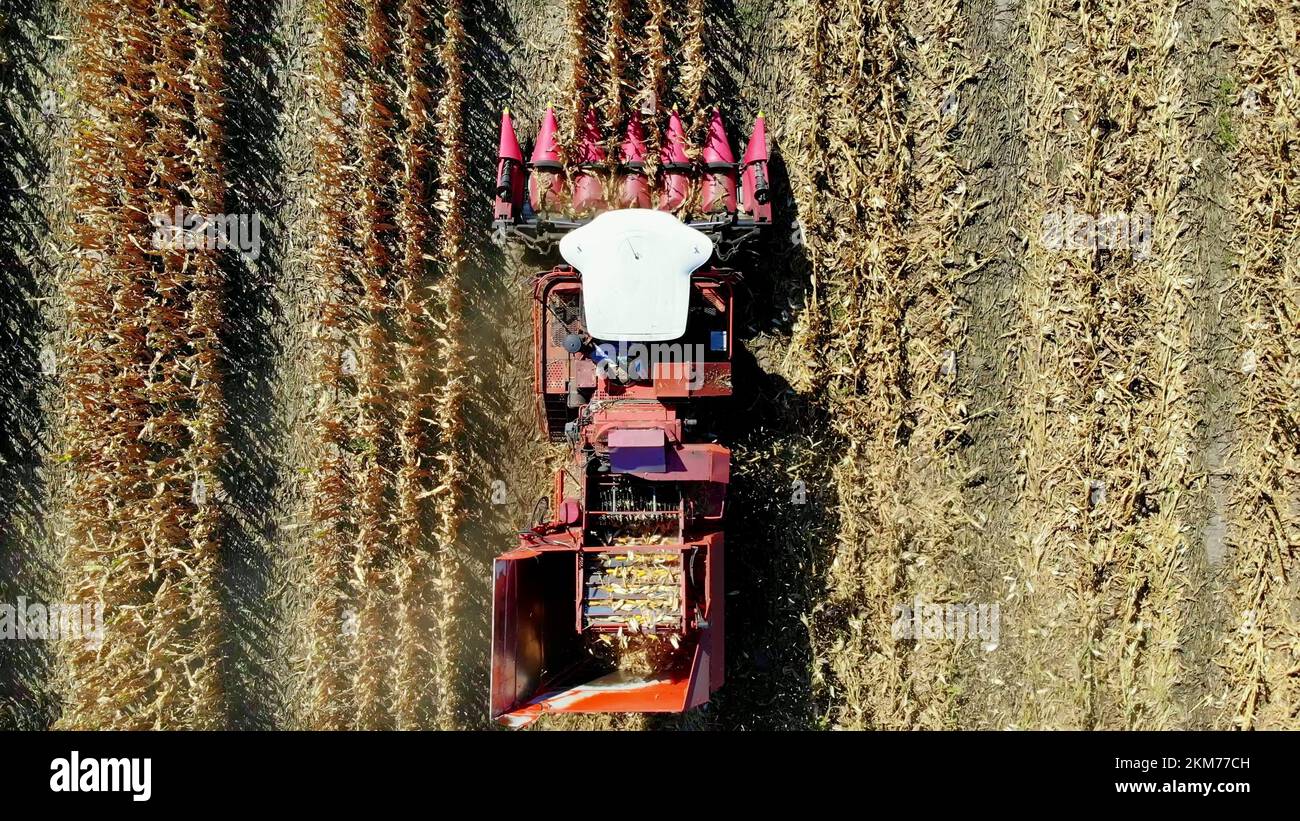 Aerial top view. combine harvester machine harvesting corn field in ...