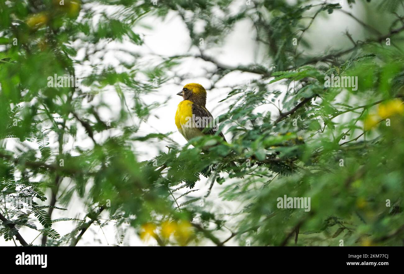 Asian Baya Weaver - The baya weaver (Ploceus philippinus) is a weaverbird found across the ...