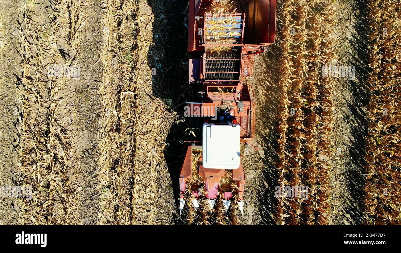 Aerial top view. combine harvester machine harvesting corn field in ...