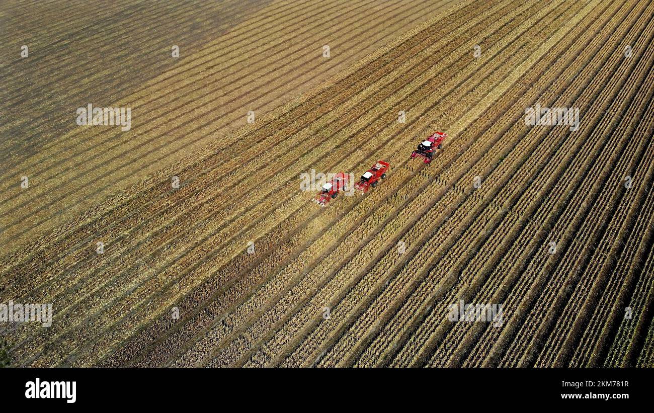 Aerial top view. three big red combine harvester machines harvesting ...
