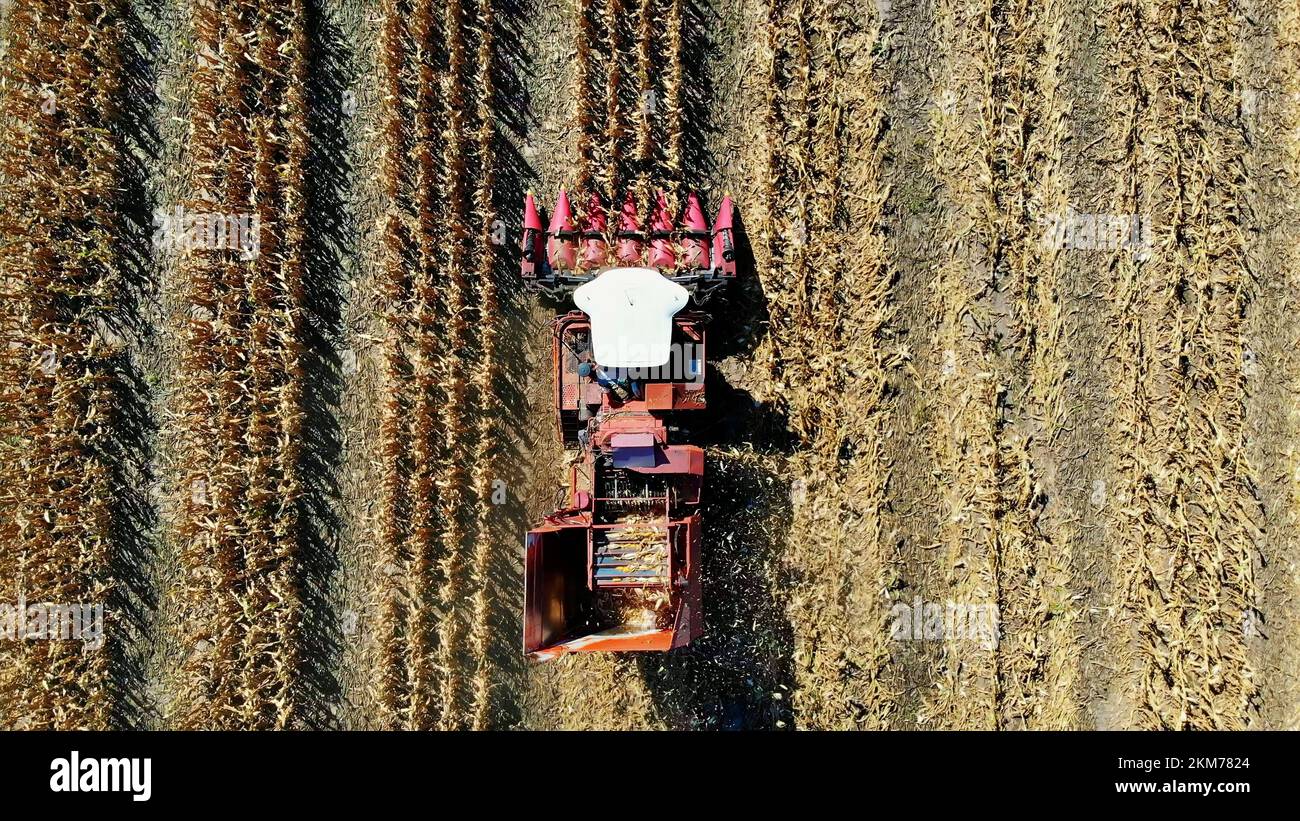 Aerial top view. combine harvester machine harvesting corn field in ...