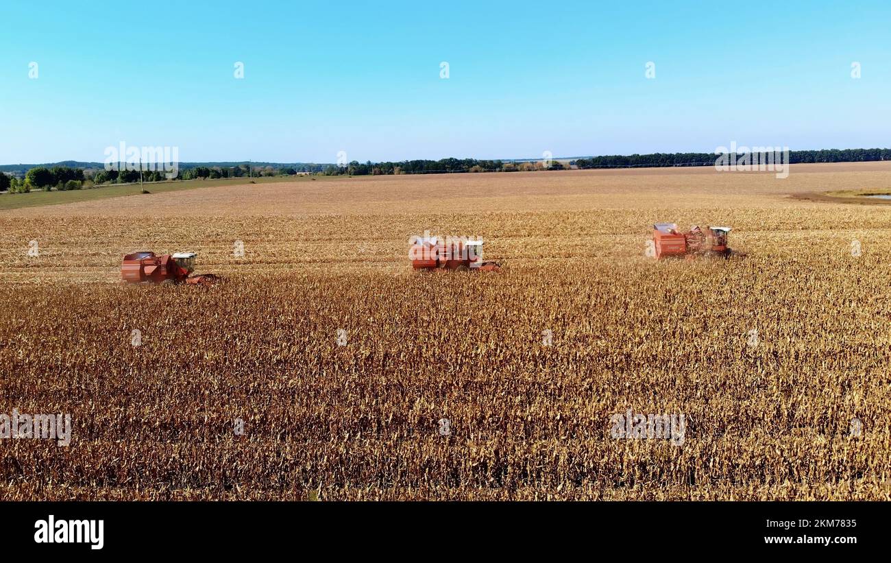 Aerial top view. three big red combine harvester machines harvesting ...