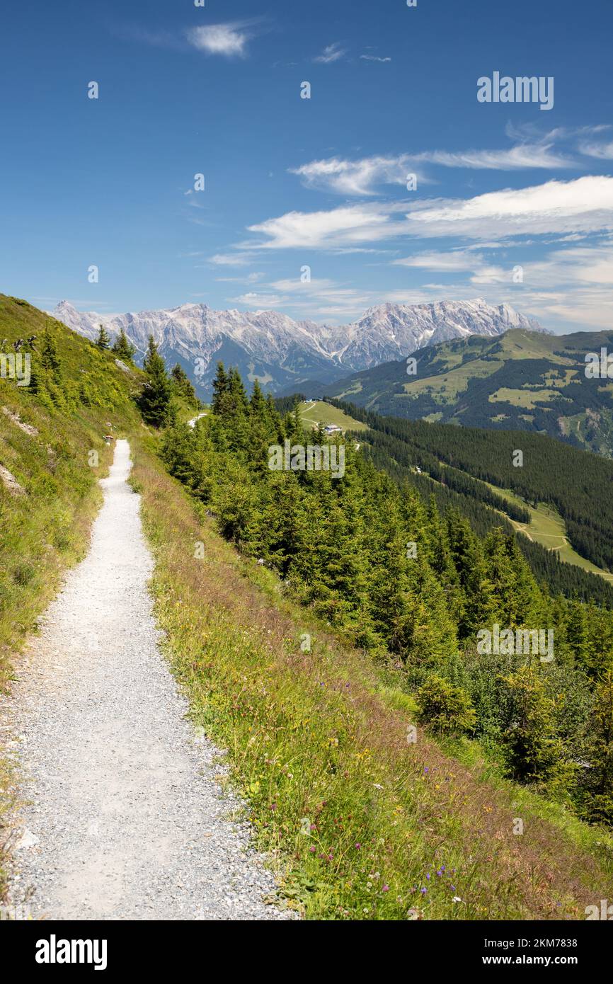 A beautiful vertical scenery of a pathway on the green forested ...