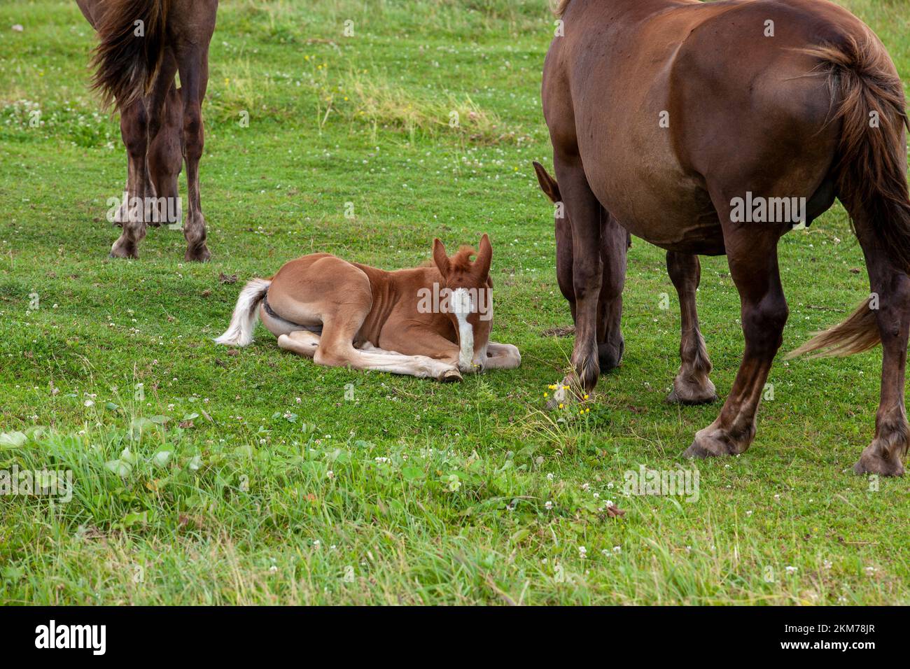 a small foal grazing in a field with green grass in the summer season ...