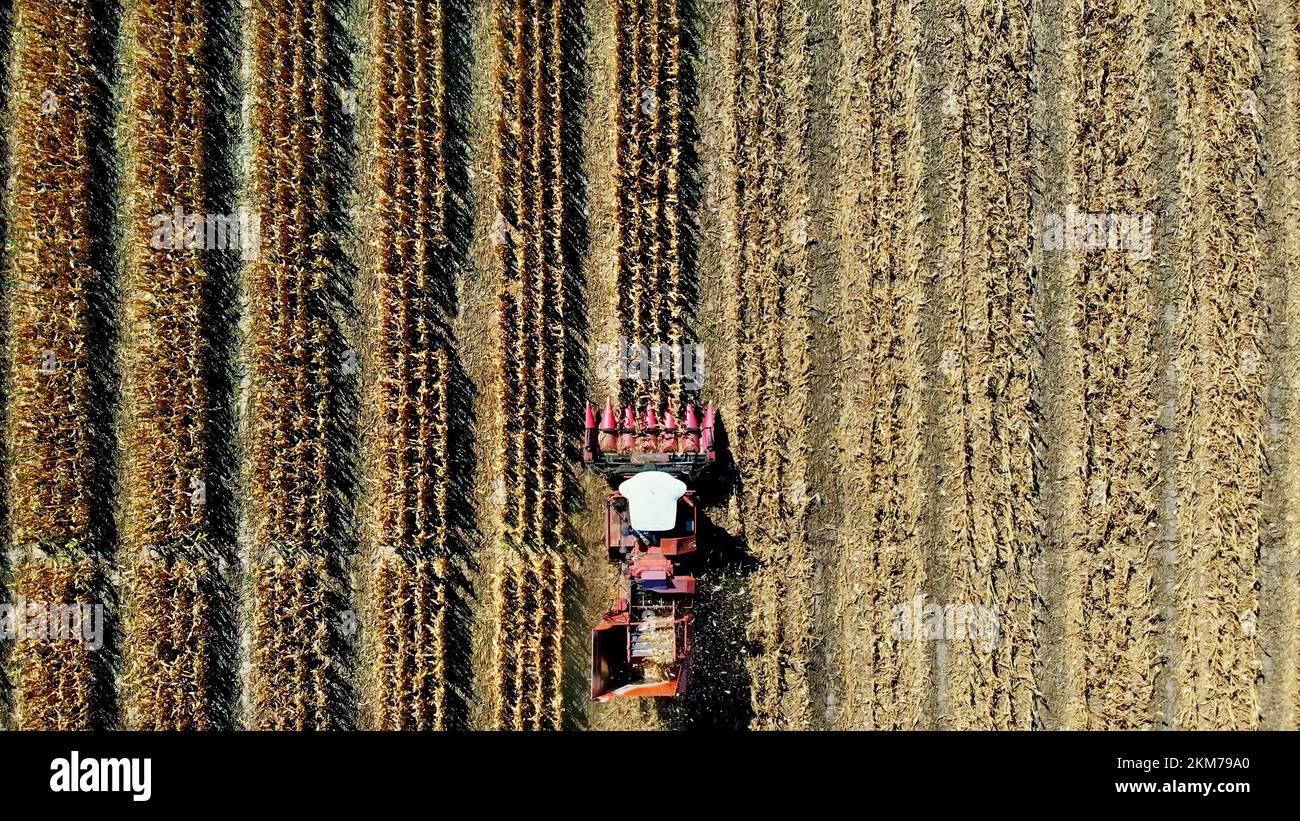 Aerial top view. combine harvester machine harvesting corn field in ...