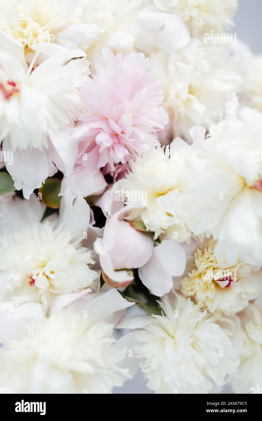 Beautiful white peony flowers on gray concrete background, copy space ...