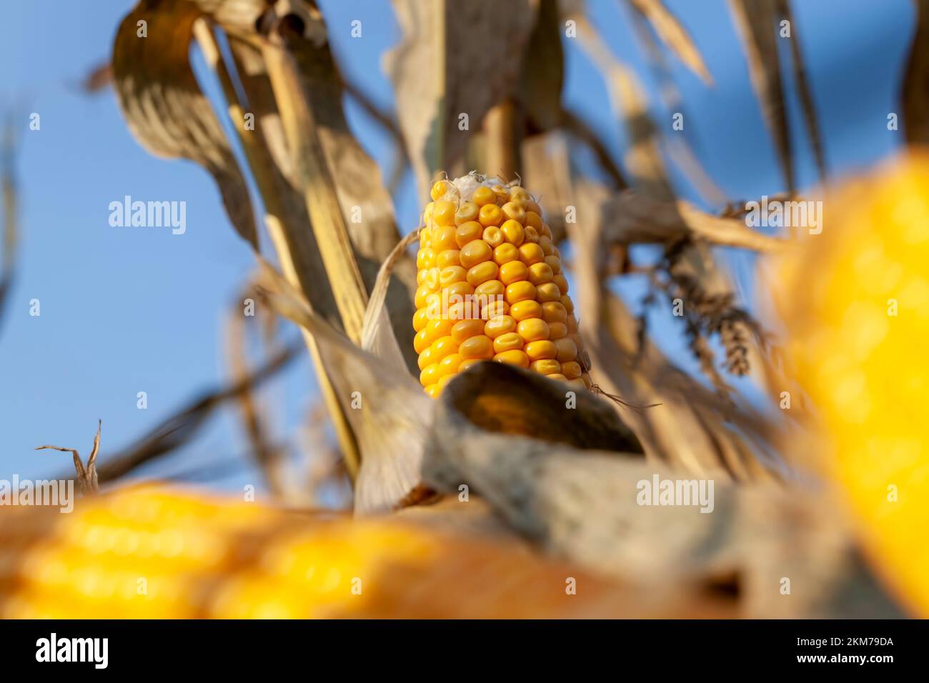 yellow ripe corn fruits in summer, corn cobs in mold and mushroom Stock ...