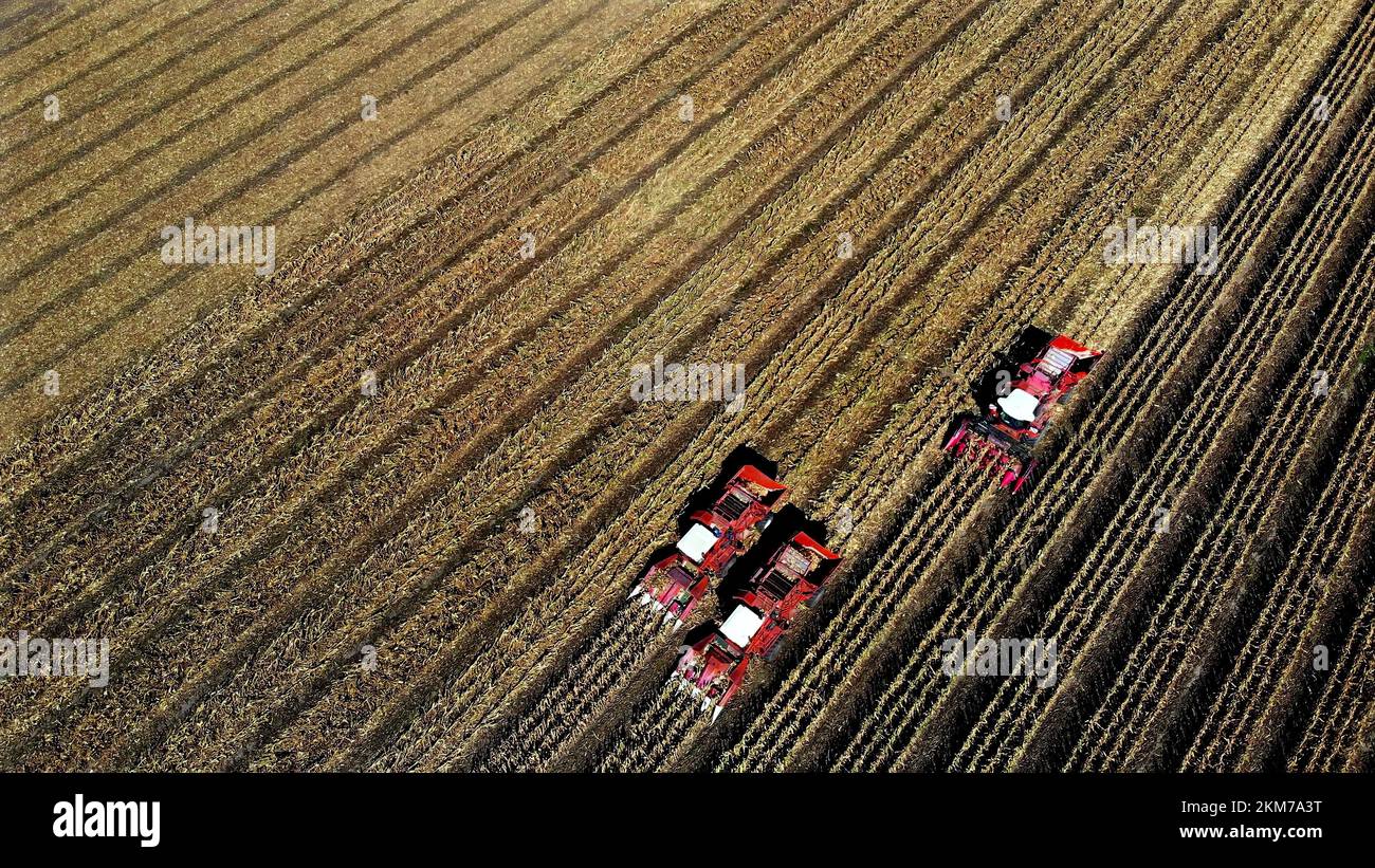 Aerial top view. three big red combine harvester machines harvesting ...