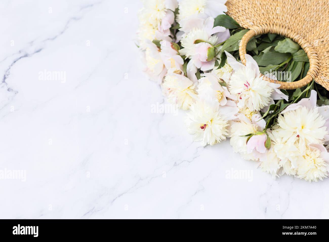 Beautiful white peony flowers on marble background, copy space for your ...
