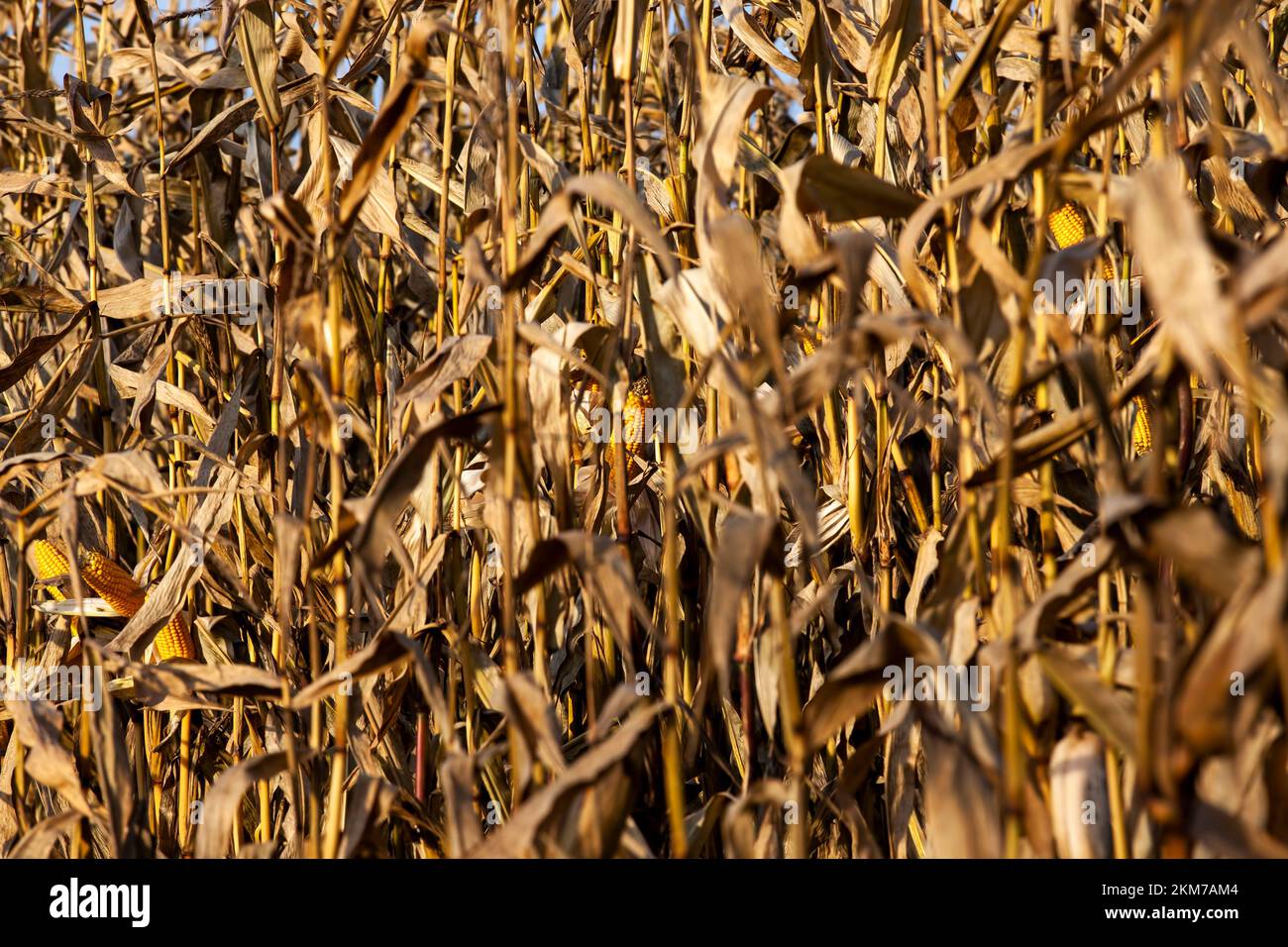 yellow ripe corn fruits in summer, corn cobs in mold and mushroom Stock ...