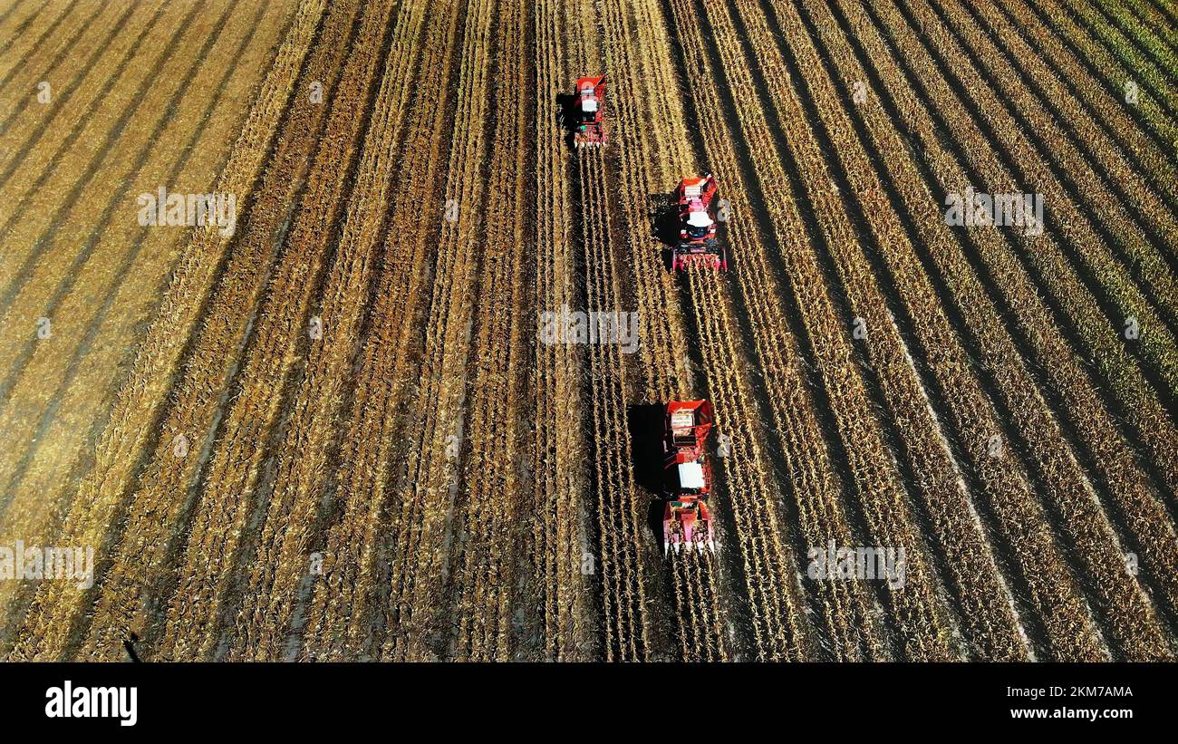 Aerial top view. three big red combine harvester machines harvesting ...