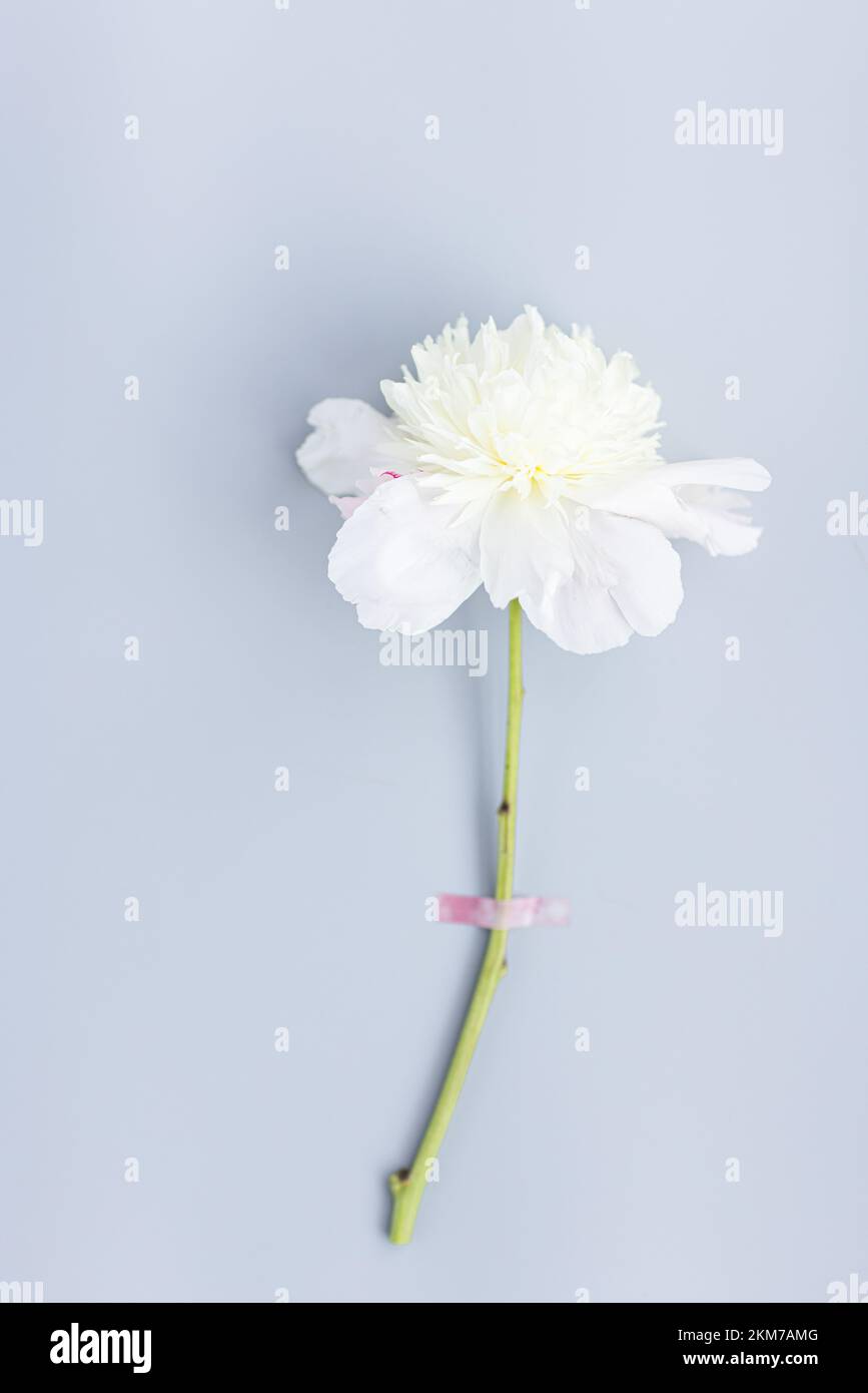 Beautiful white peony flower in hand on beige background, copy space ...