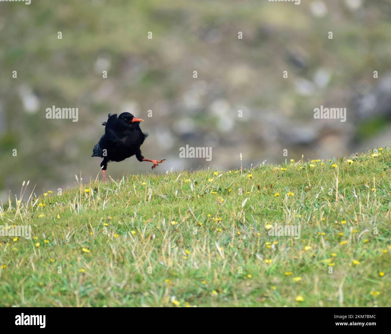 Chough habitat hi-res stock photography and images - Alamy