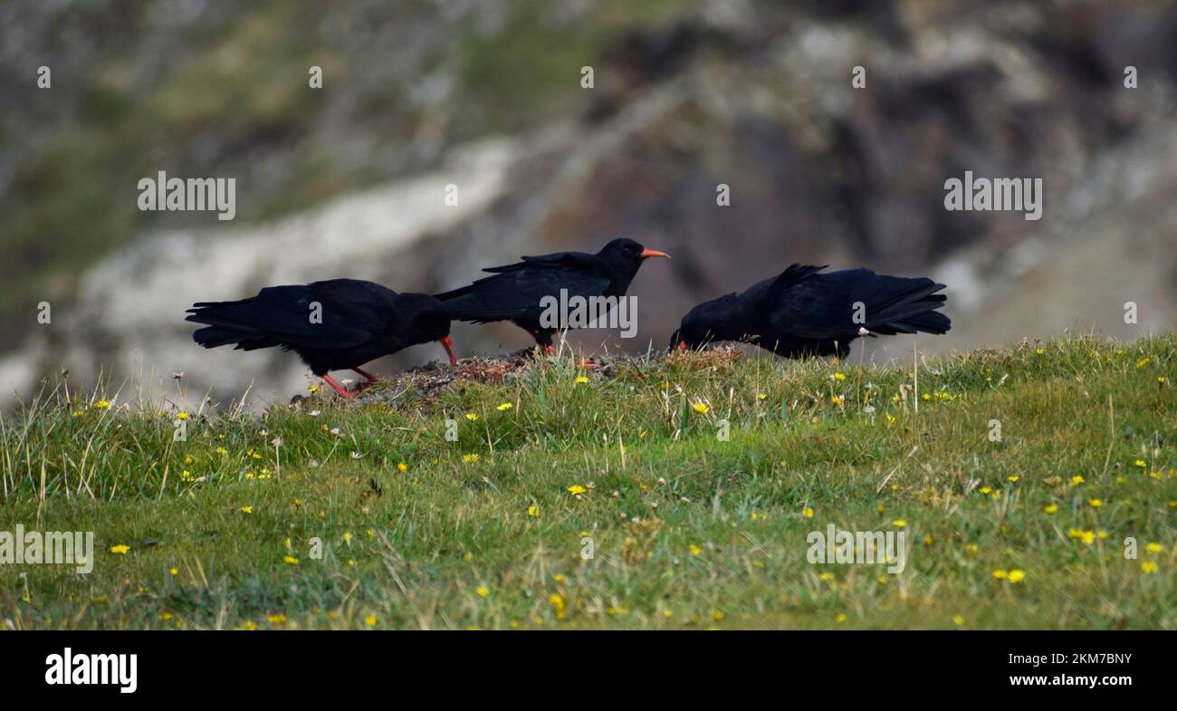 Choughs red beak hi-res stock photography and images - Alamy