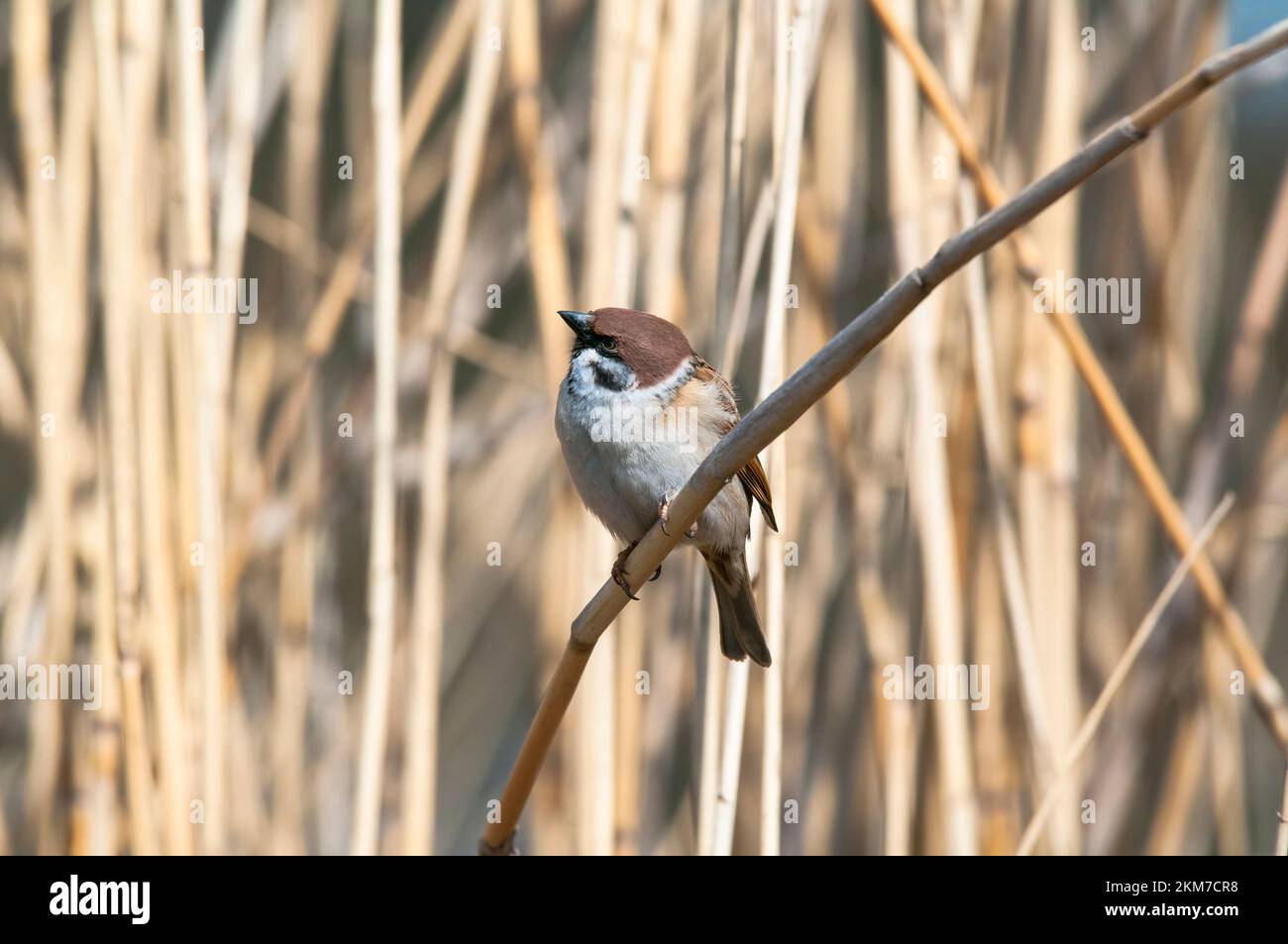 House sparrow (lat. Passer domesticus) on a branch in spring. Europe ...