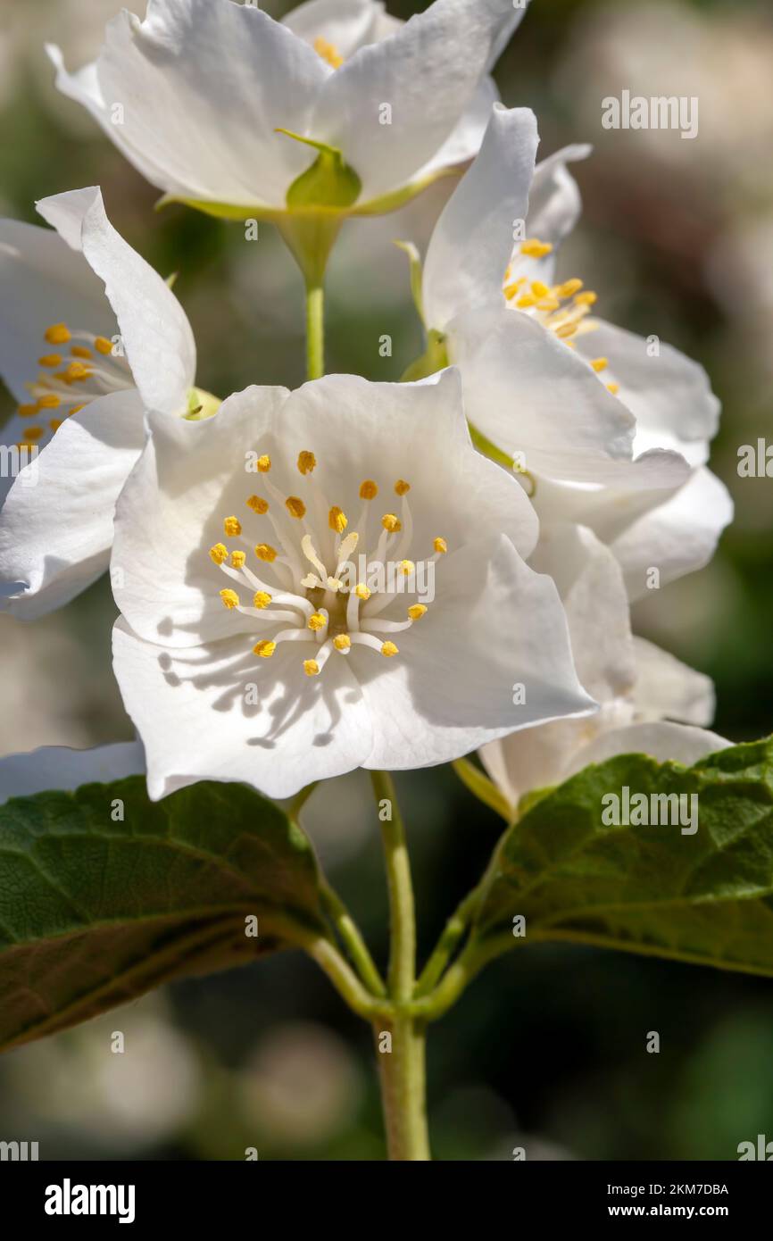 white old jasmine flowers in summer, flowers on jasmine bushes during ...