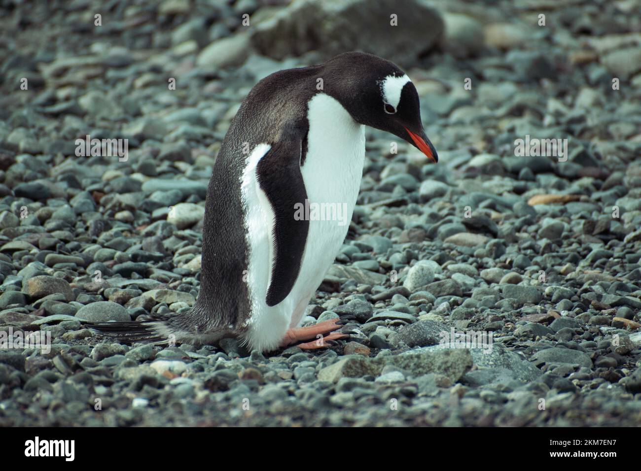 A single gentoo penguin standing on a pebble beach in Antarctica Stock ...