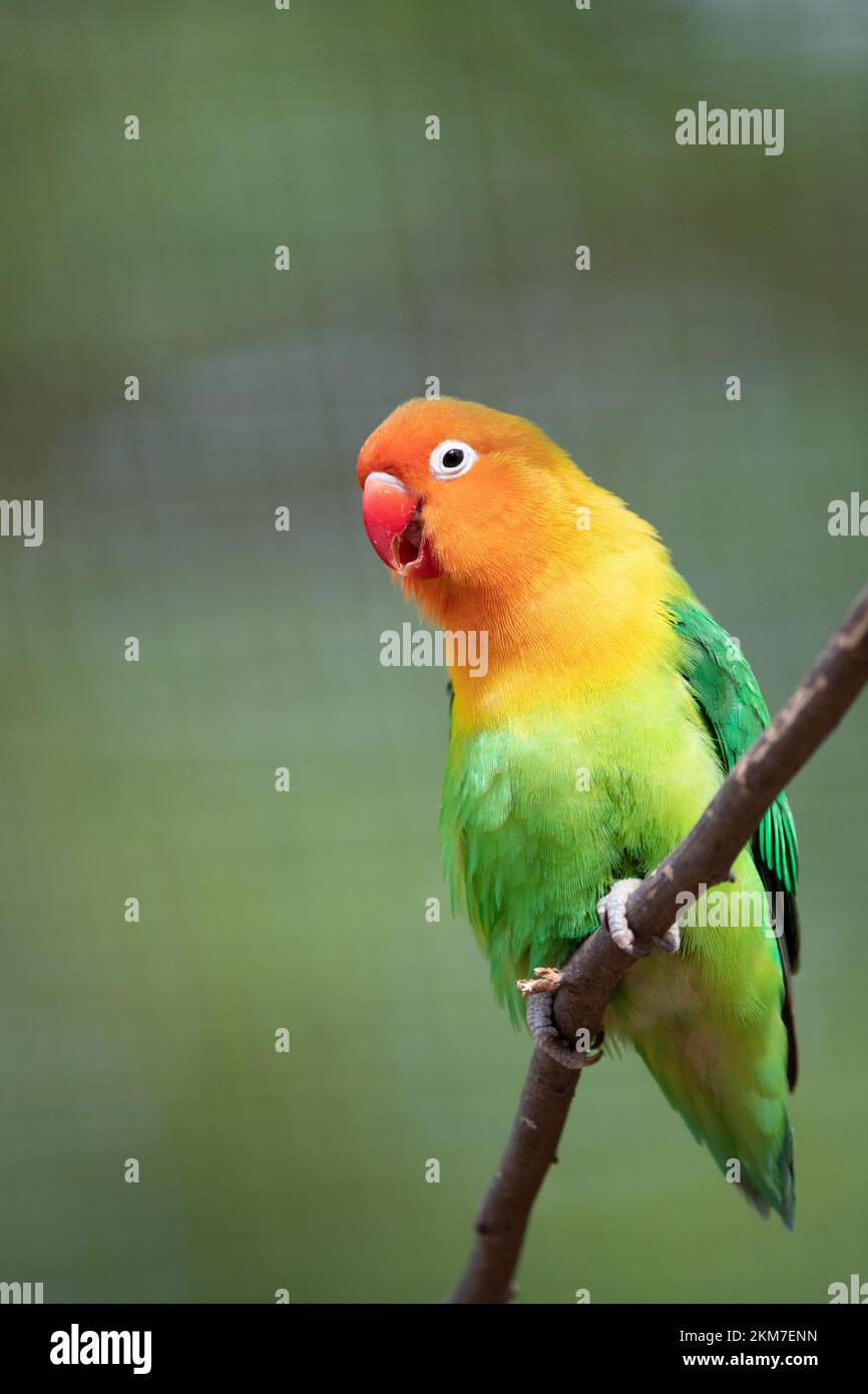 A Fischer's lovebird perched on a tree branch, vertical, close-up Stock ...