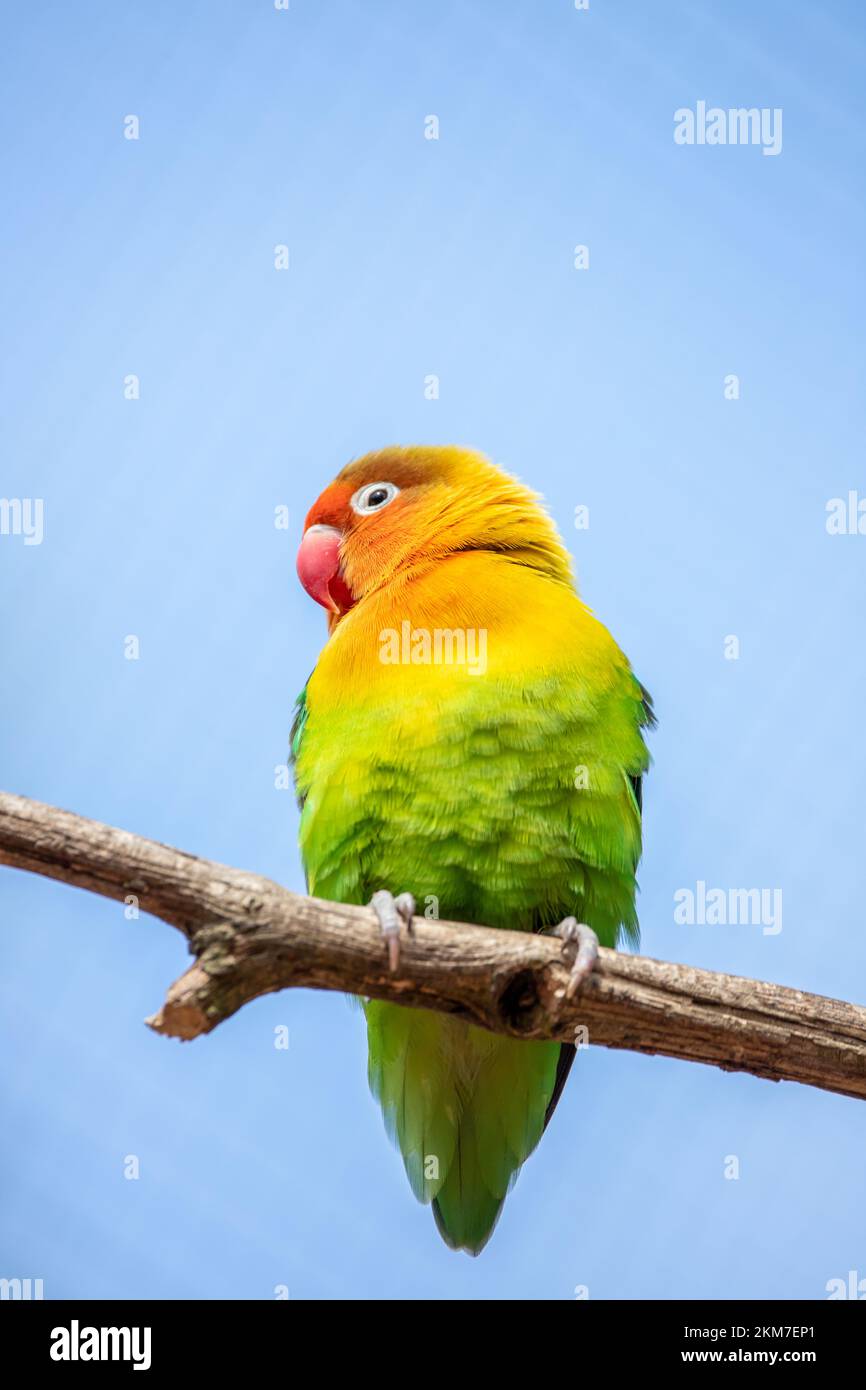A Fischer's lovebird perched on a tree branch, vertical, close-up Stock ...