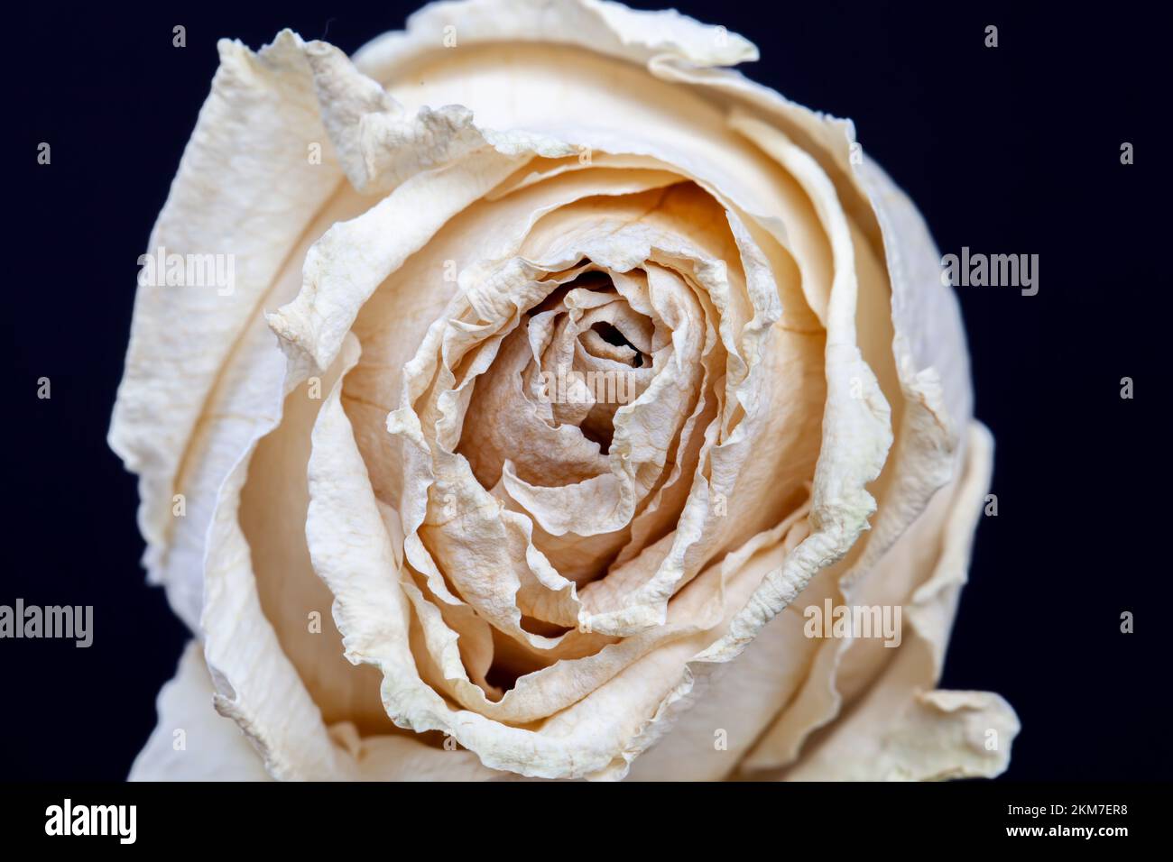 dried white rose on a black background, dried rose flower for use as a ...