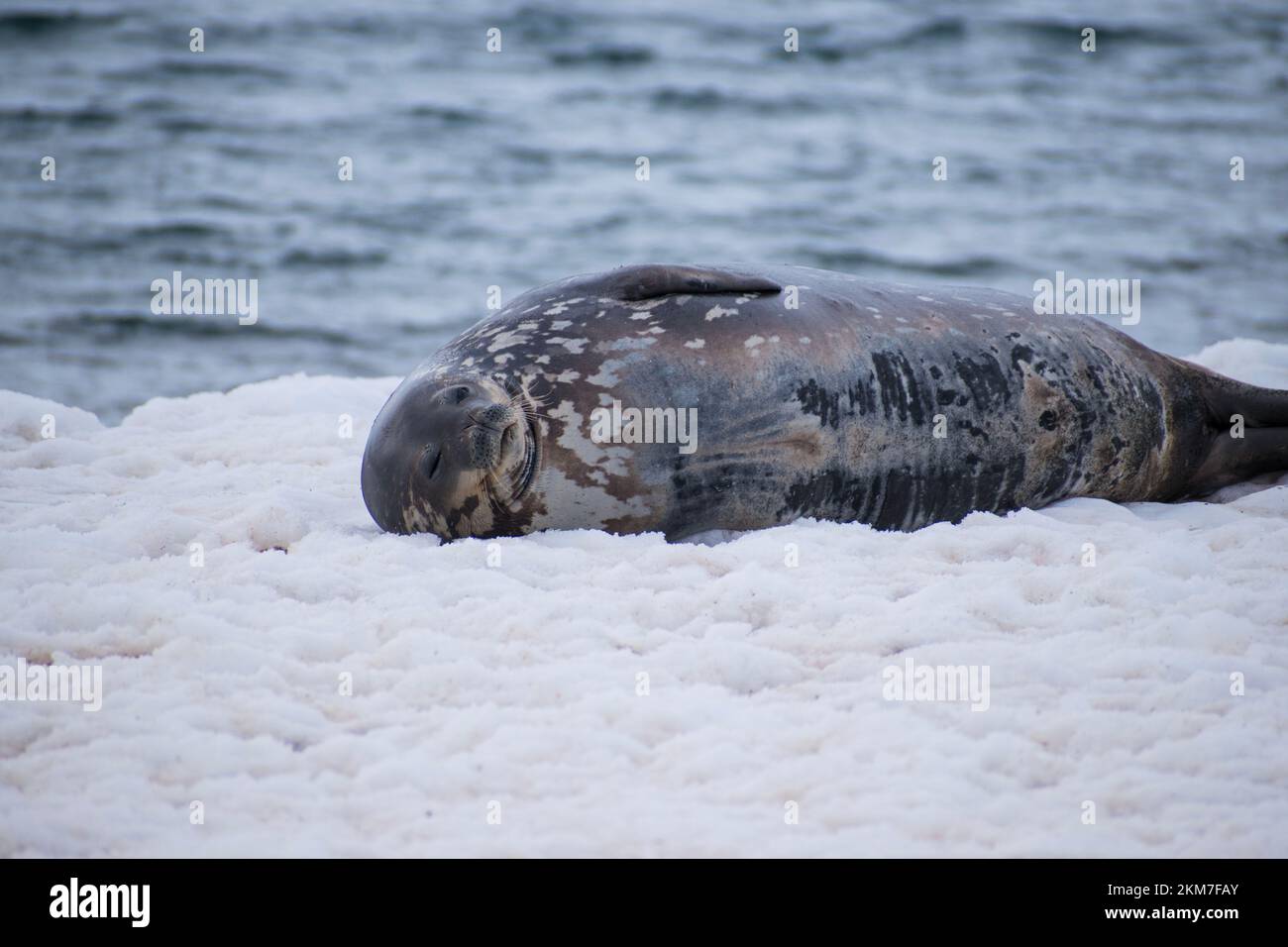 Leptonychotes weddellii seal hi-res stock photography and images - Alamy