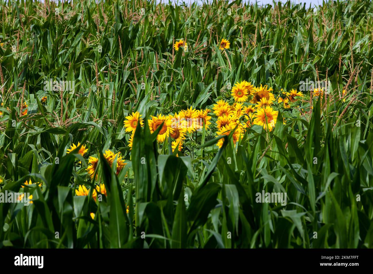 beautiful flowers sunflowers flowering time and insect pollination ...