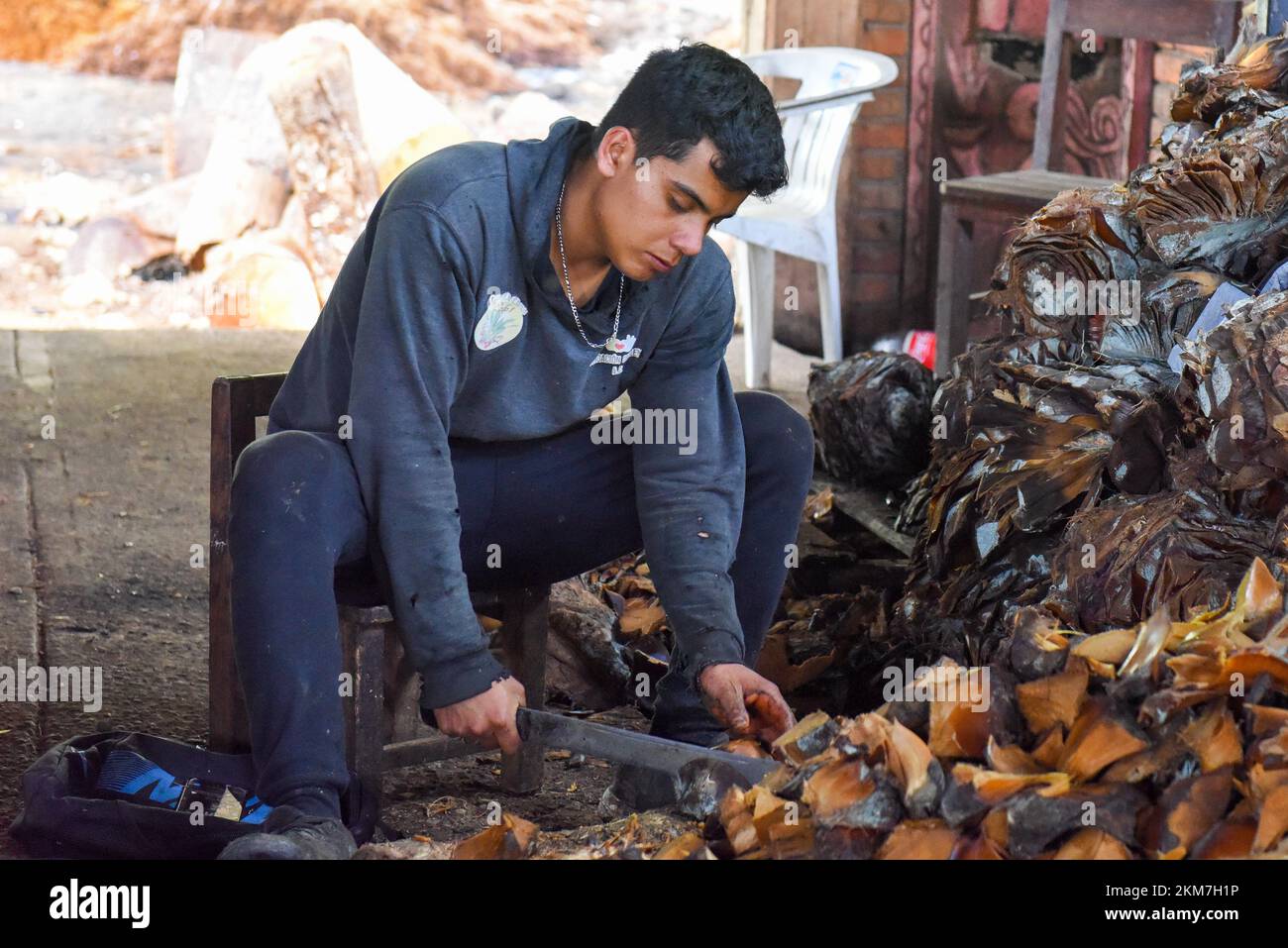 Mexican workers chopping roasted agave hearts in an artisanal mezcal ...