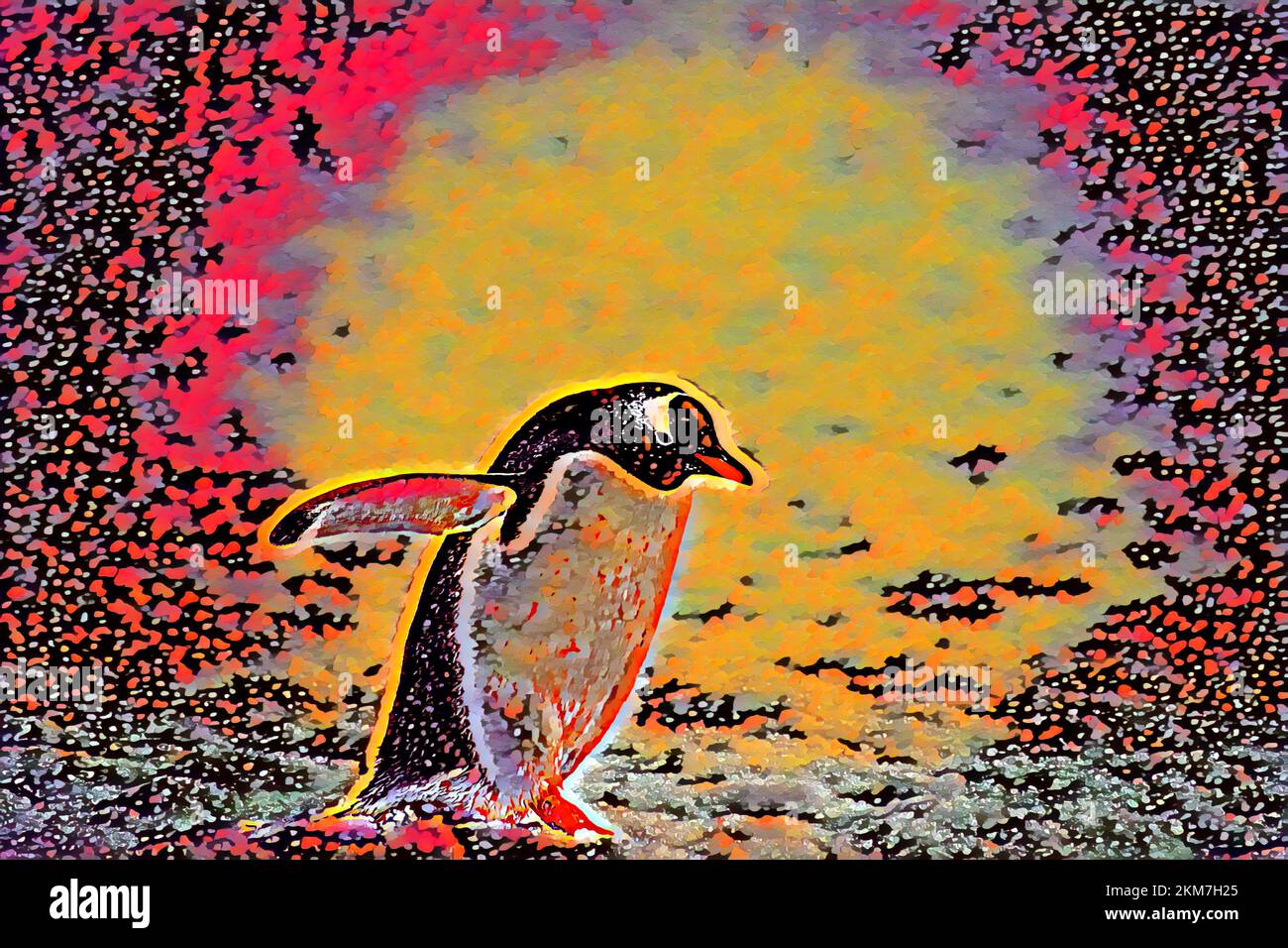 A Gentoo Penguin with tipplers back and walking forward in the white ...