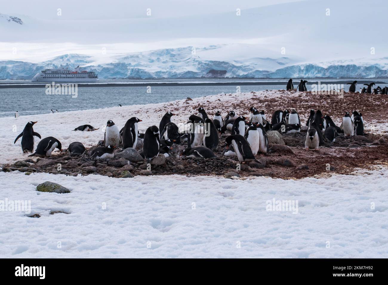 A waddle, or group, of Gentoo Penguins with a cruise boat in the ...