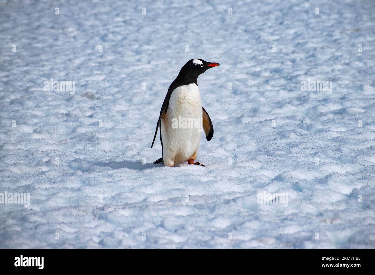 A single Gentoo Penguin standing in the snow in Antarctica. With the ...