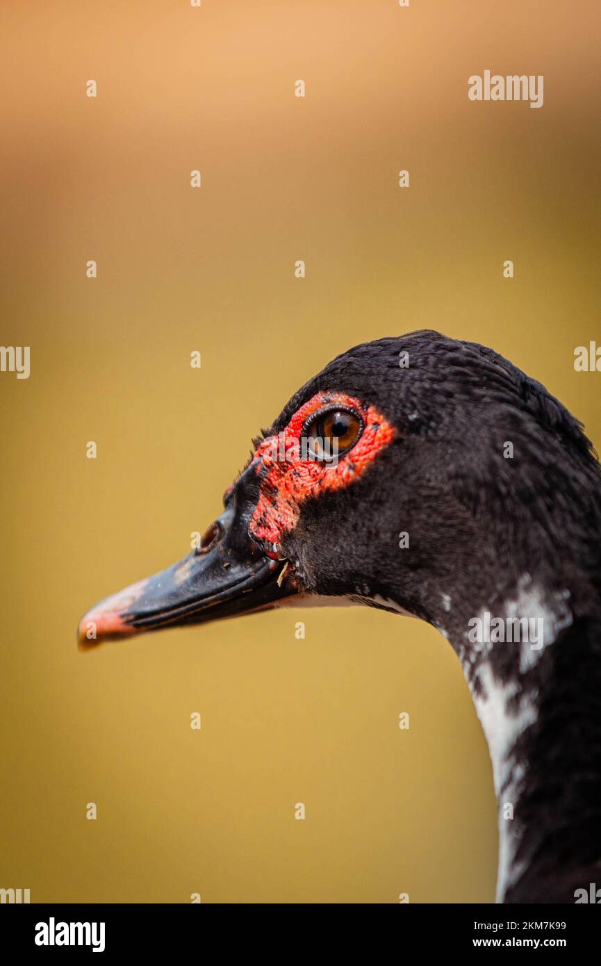 A vertical side profile of a duck, looking into the camera Stock Photo ...