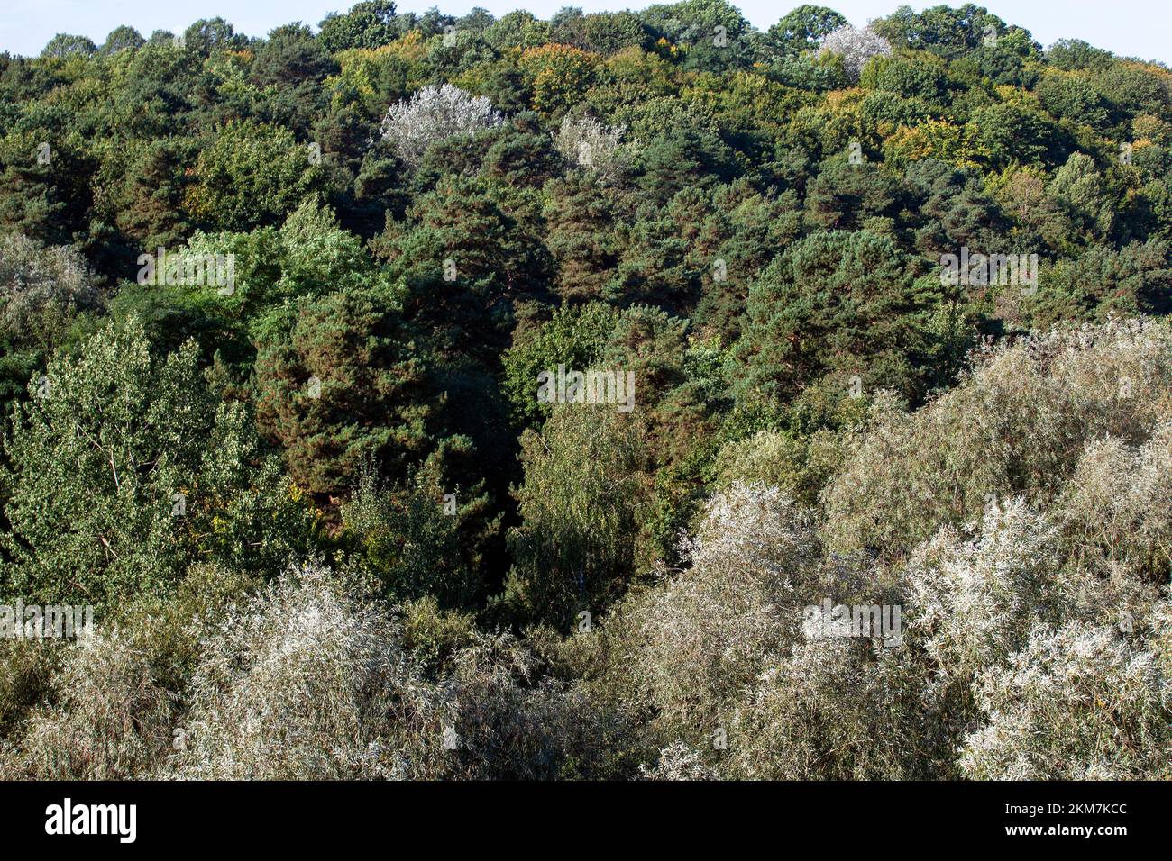 mixed forest with different types of deciduous trees, beautiful forest ...