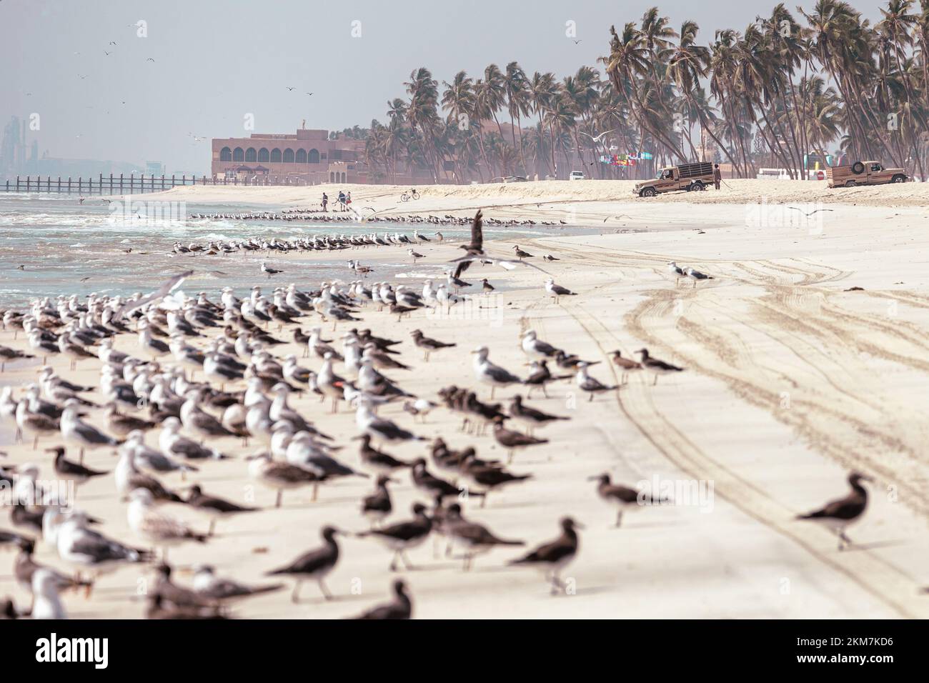Fishermen catching sardines from Salalah beach. A big net full of ...