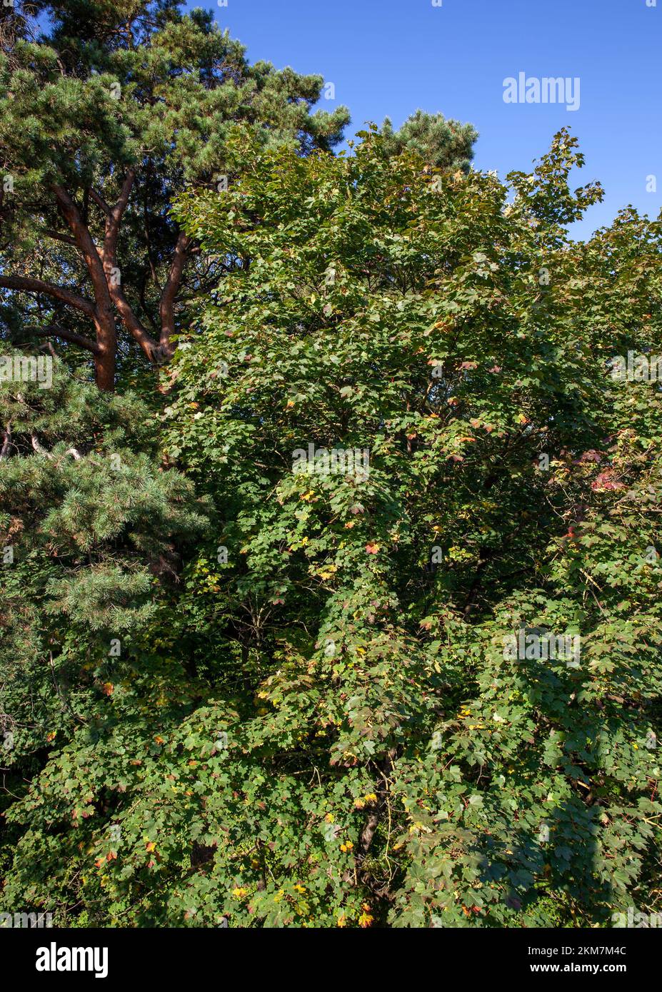 mixed forest with different types of deciduous trees, beautiful forest ...