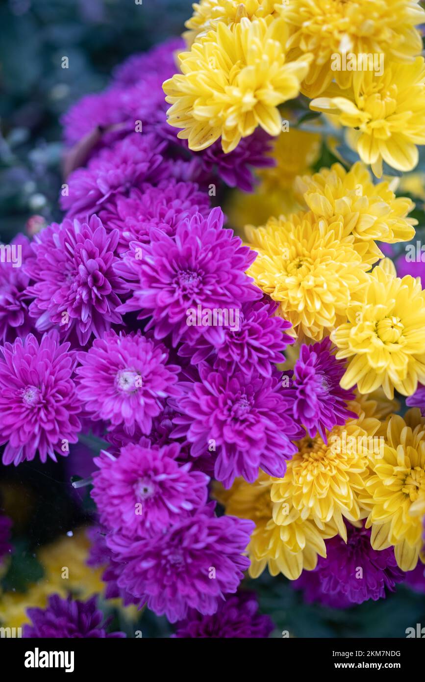 Purple Yellow Flowers