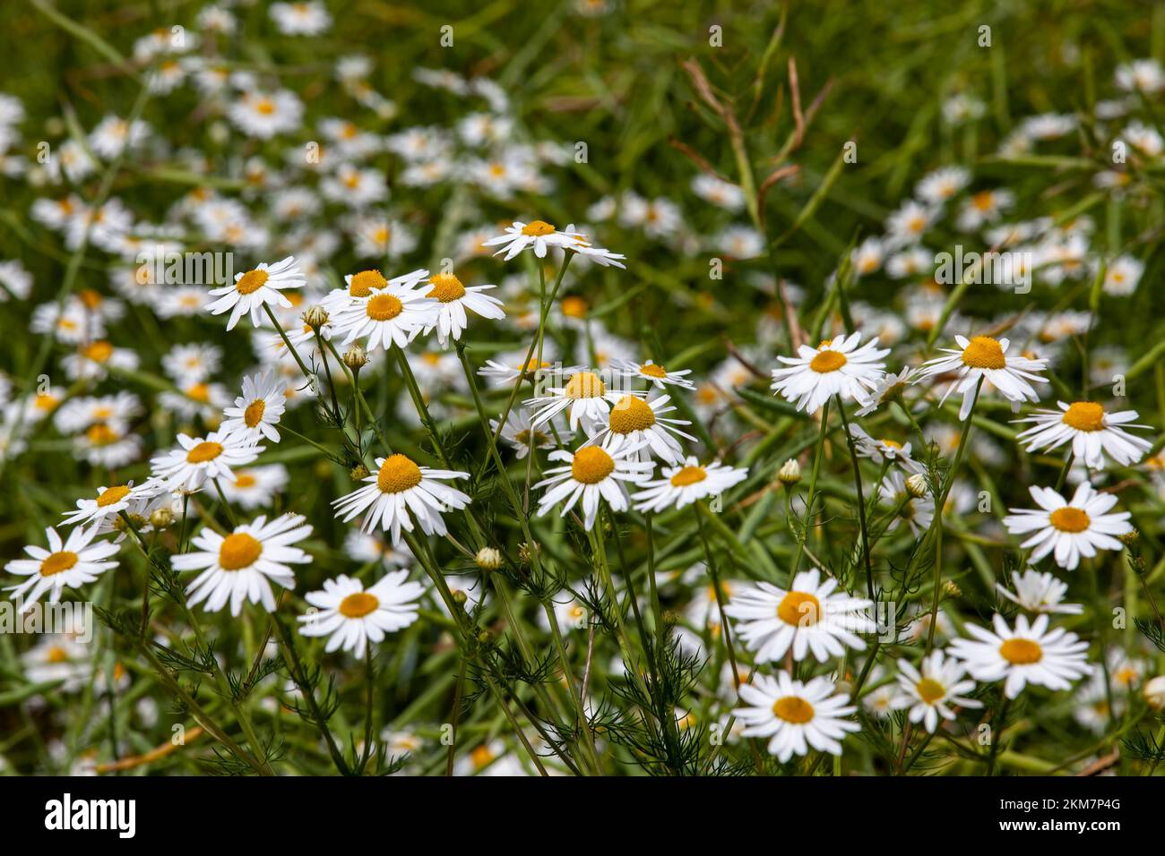 shrubs of white daisies in the summer, white daisies growing in the ...
