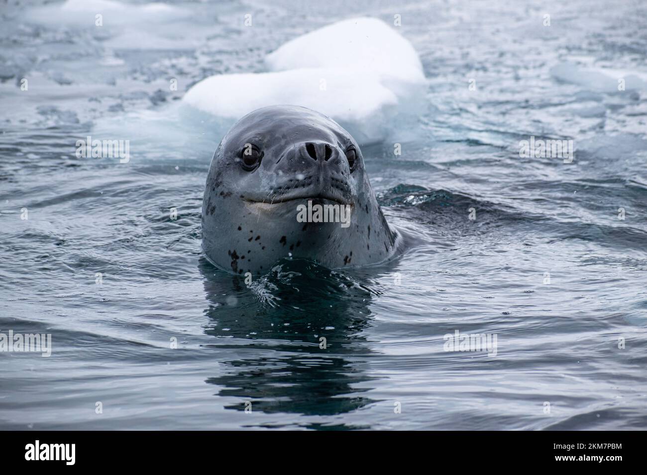 Leopard seal underwater hi-res stock photography and images - Alamy