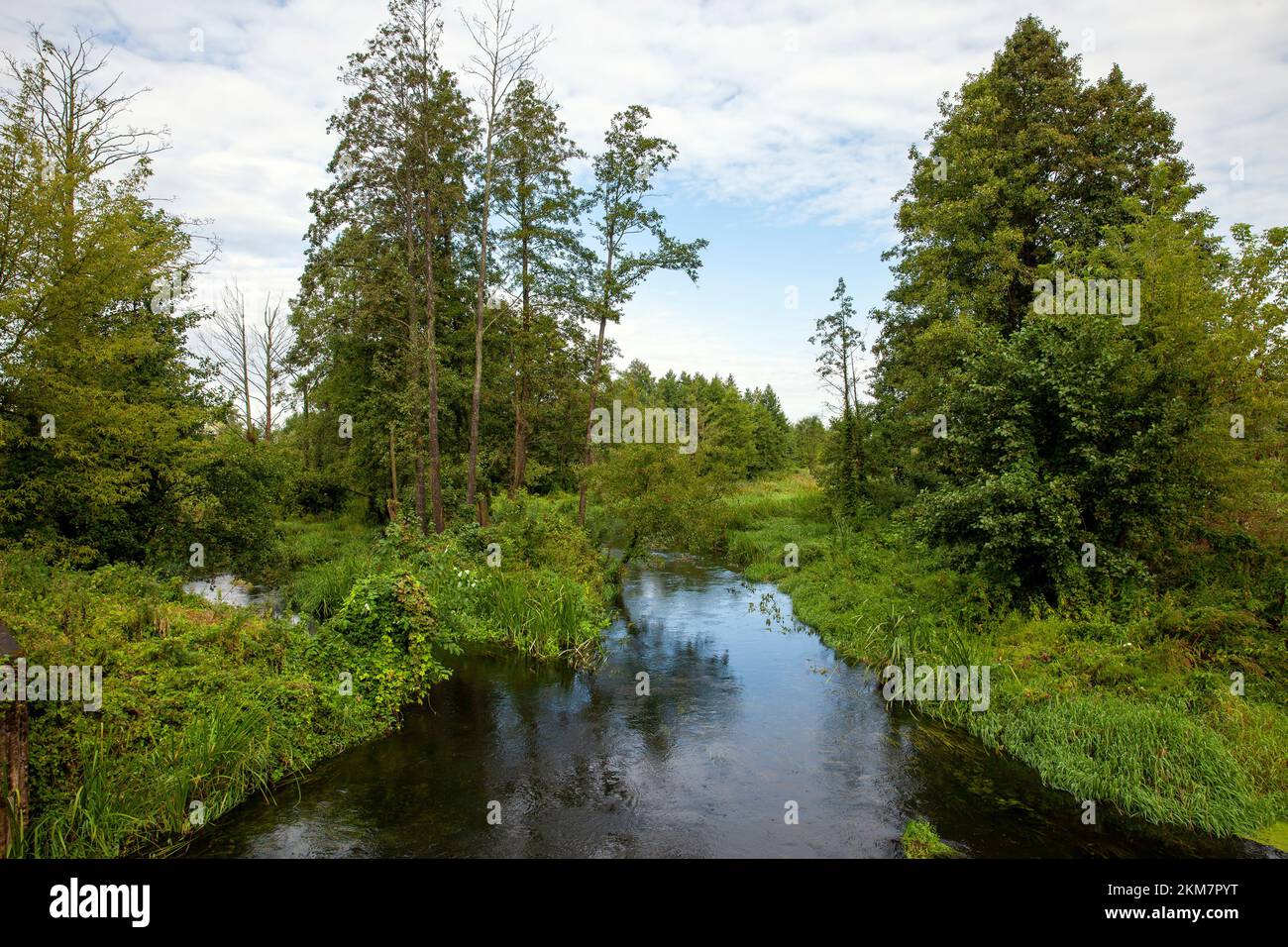 mixed forest with different types of deciduous trees, beautiful forest ...