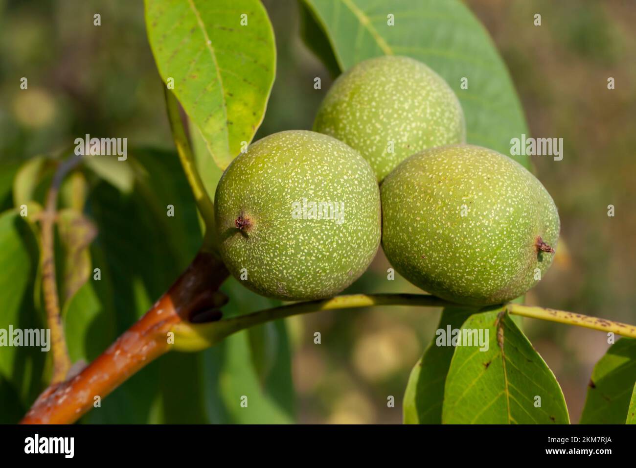 Walnuts in their shells hi-res stock photography and images - Alamy
