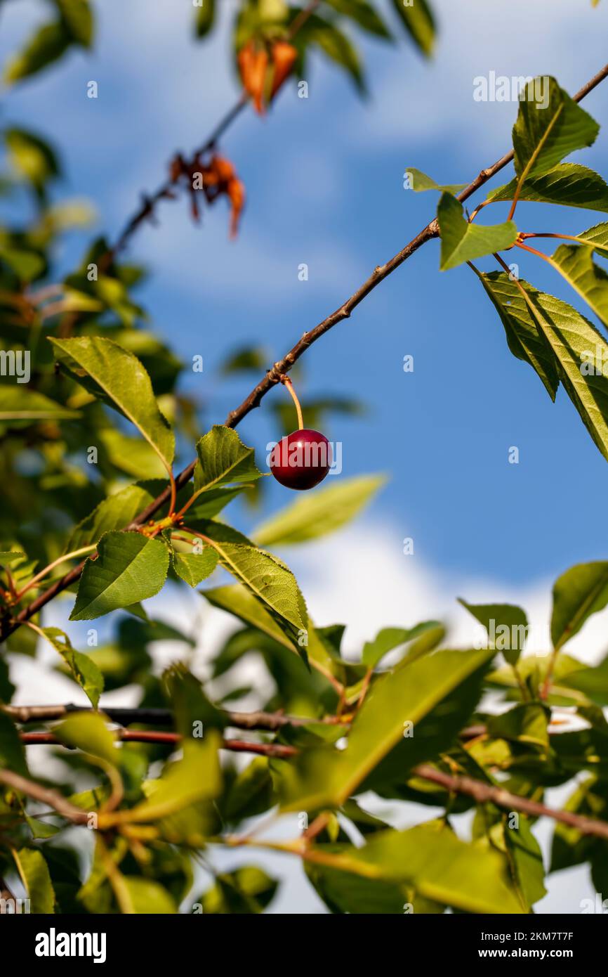 red cherry tree hanging on the branches of the cherry tree in the ...