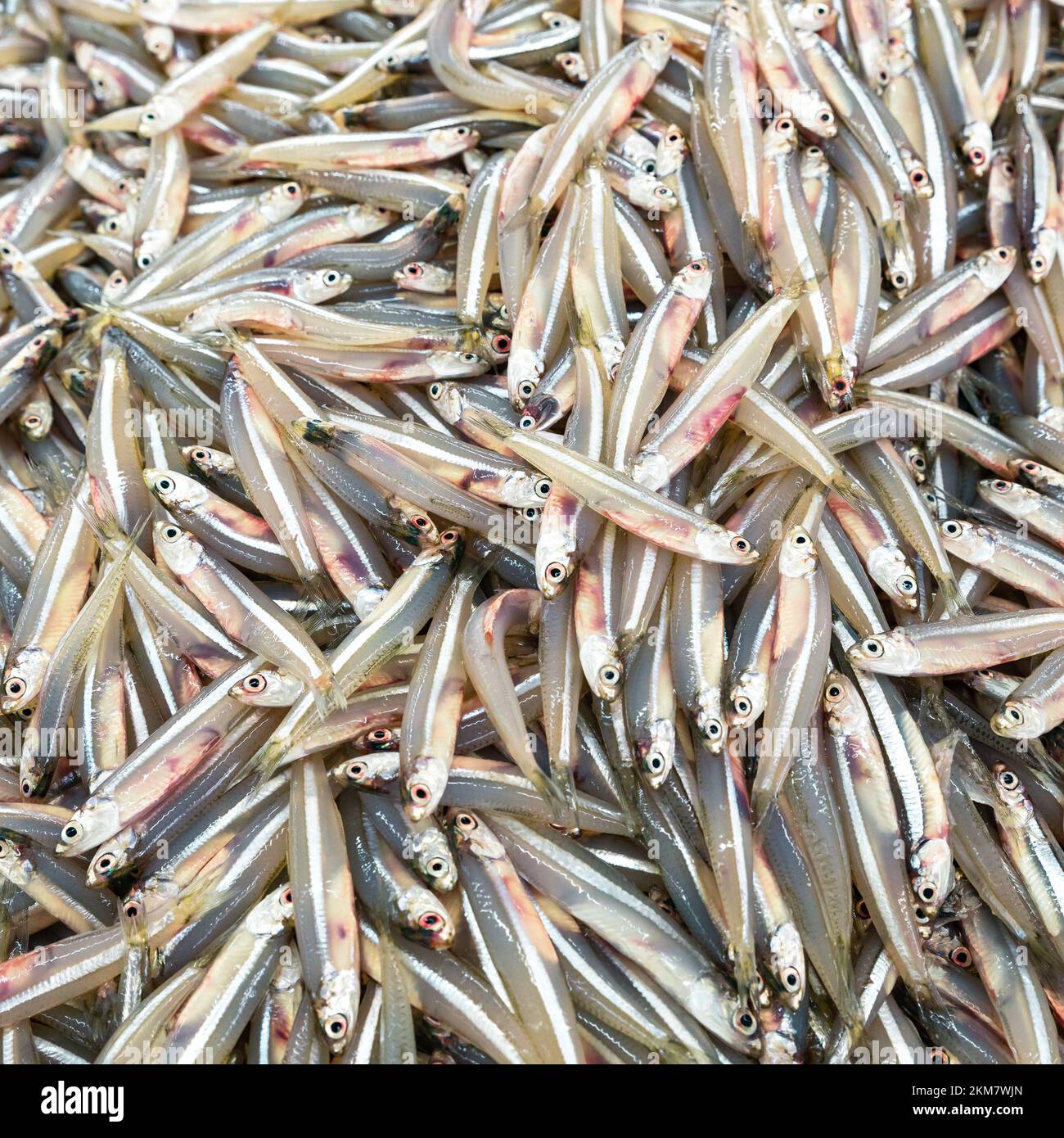 Traditional fish market in Mutrah, Oman. Several types of fish for sale ...