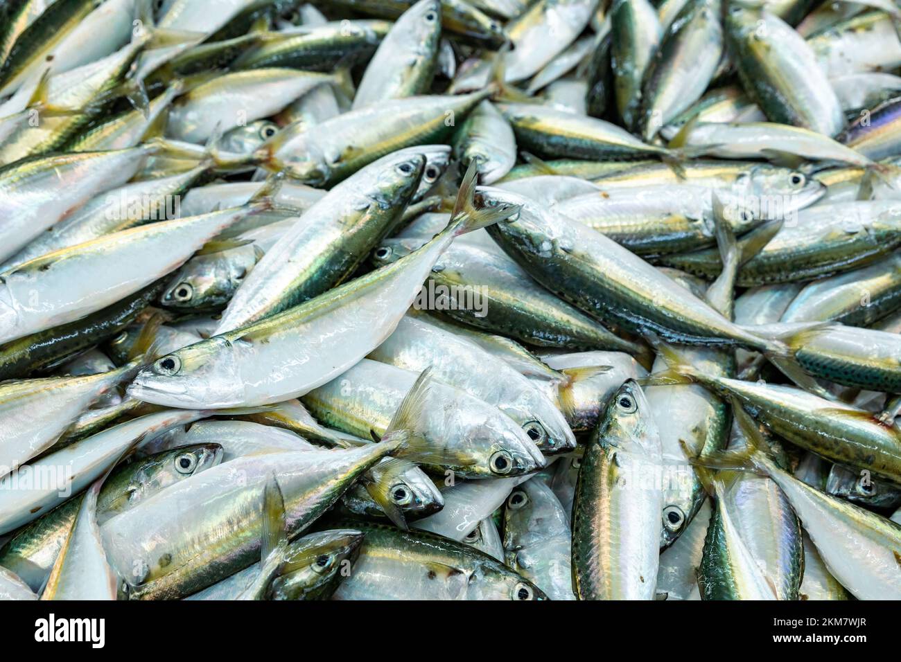 Traditional fish market in Mutrah, Oman. Several types of fish for sale ...
