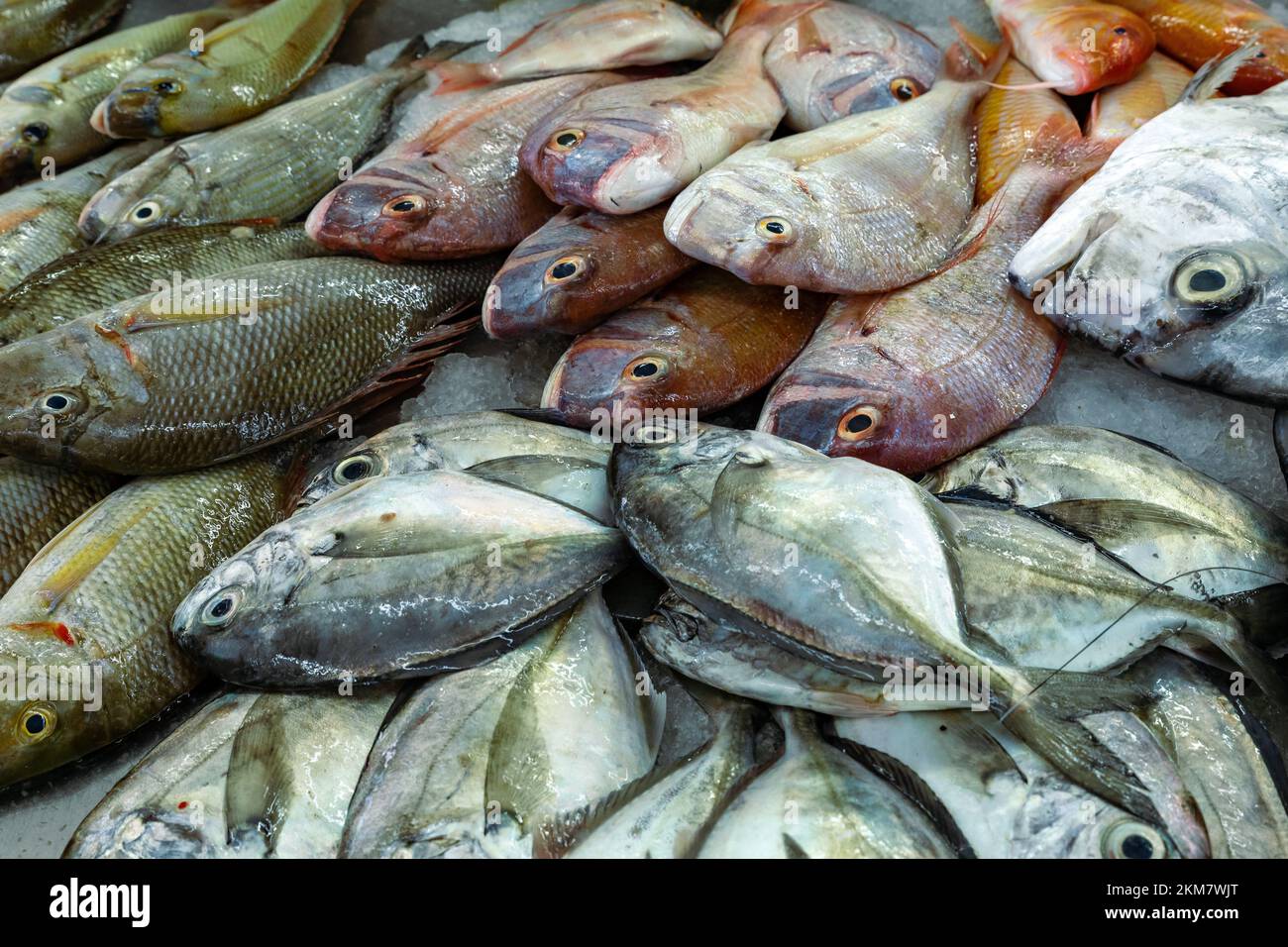 Traditional fish market in Mutrah, Oman. Several types of fish for sale ...