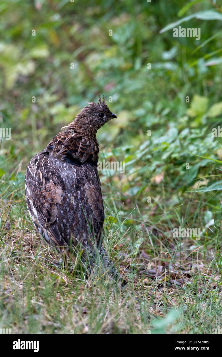 A ruffed grouse walking in green grass with its head turned to the ...