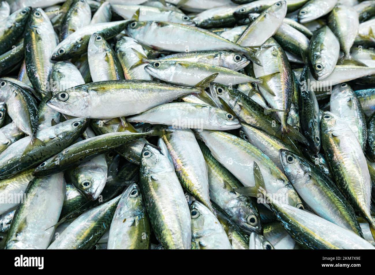 Traditional fish market in Mutrah, Oman. Several types of fish for sale ...
