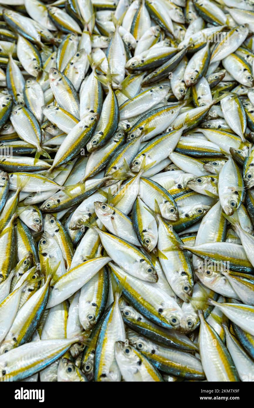 Traditional fish market in Mutrah, Oman. Several types of fish for sale ...
