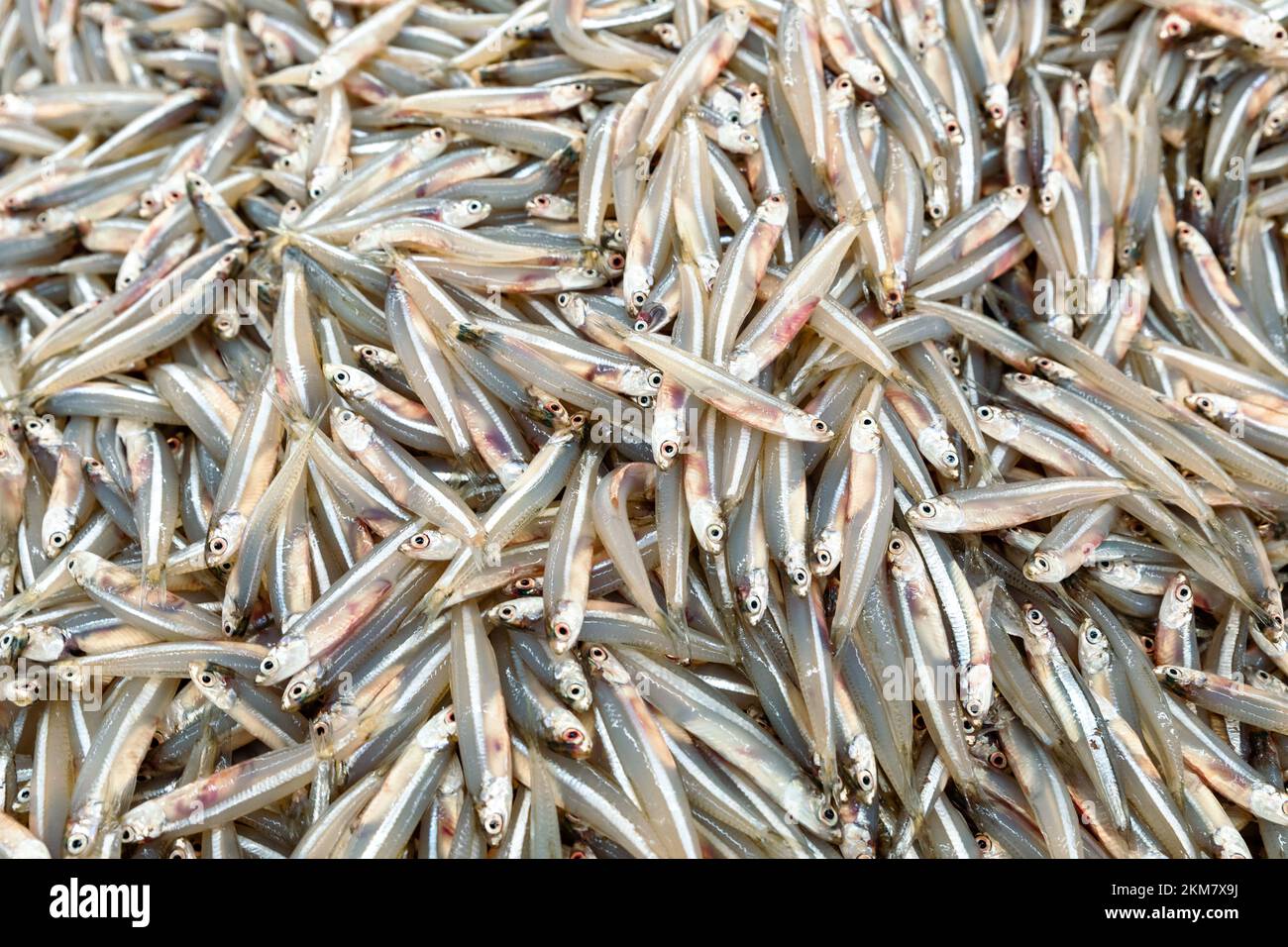 Traditional fish market in Mutrah, Oman. Several types of fish for sale ...