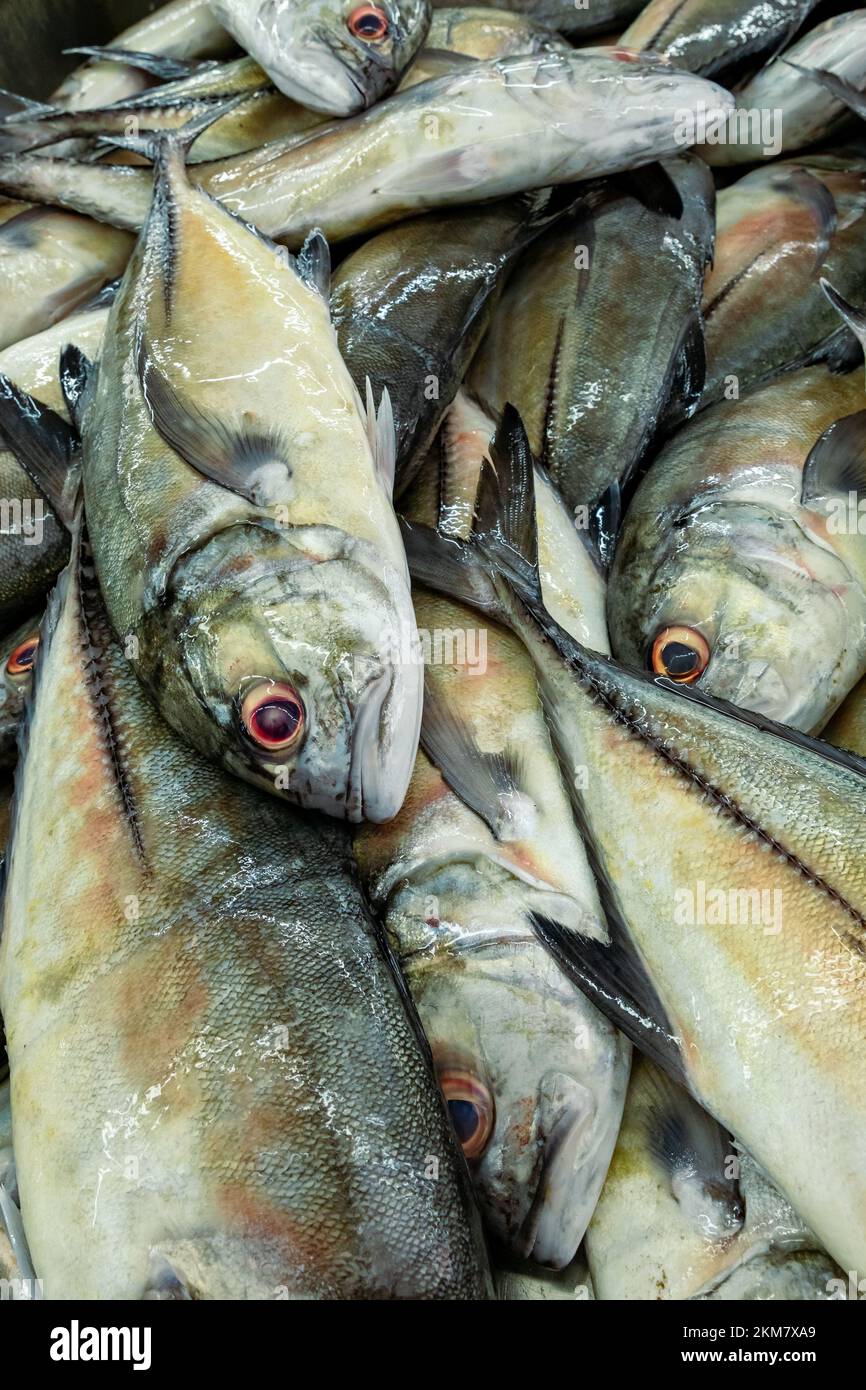 Traditional fish market in Mutrah, Oman. Several types of fish for sale ...